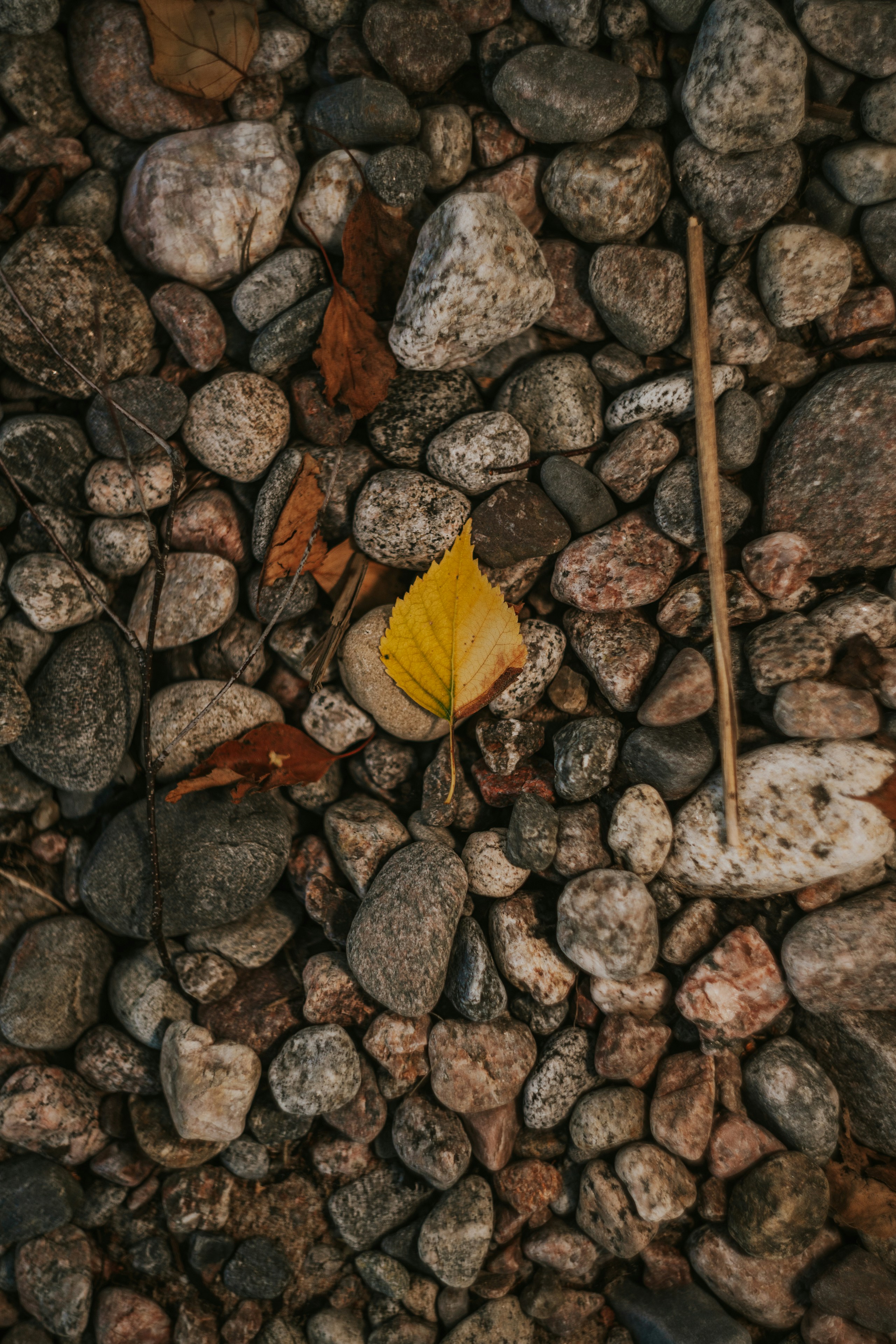 Golden Leaf on a Pebble Mosaic: An Autumn Quiet Moment