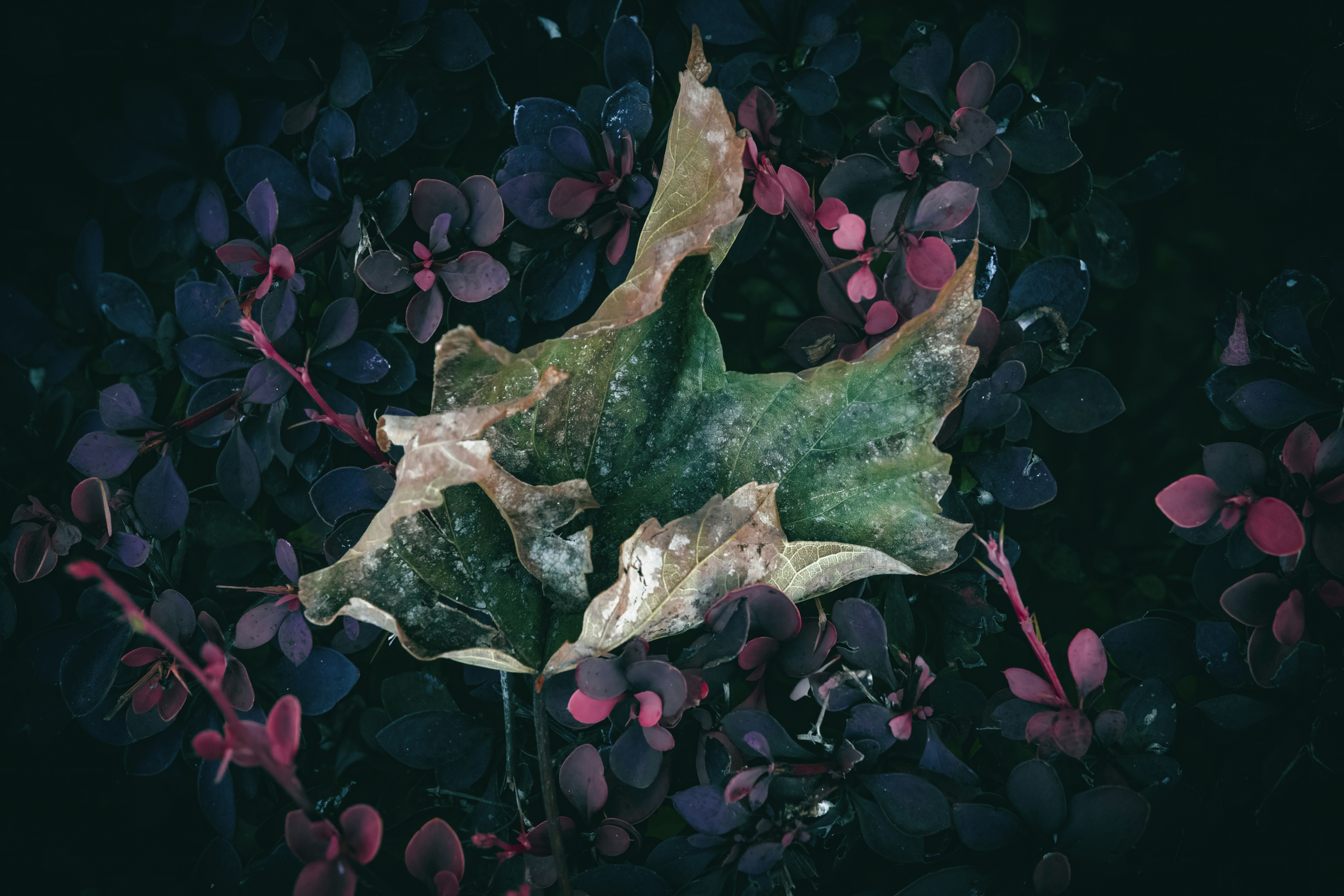 A close up of a dry Maple leaf in a red Barberry bush