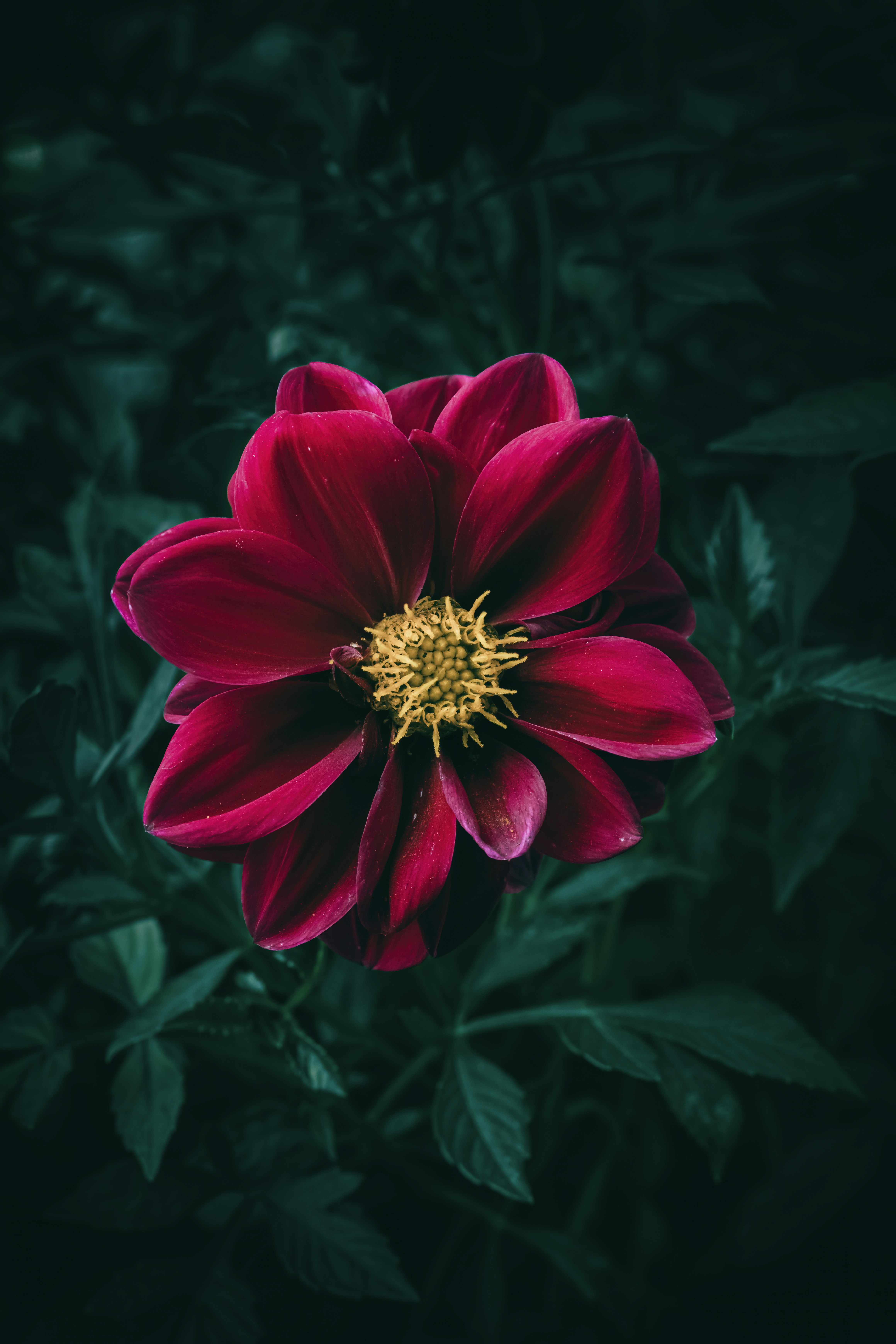 Crimson Bloom in Velvet Green Shadows