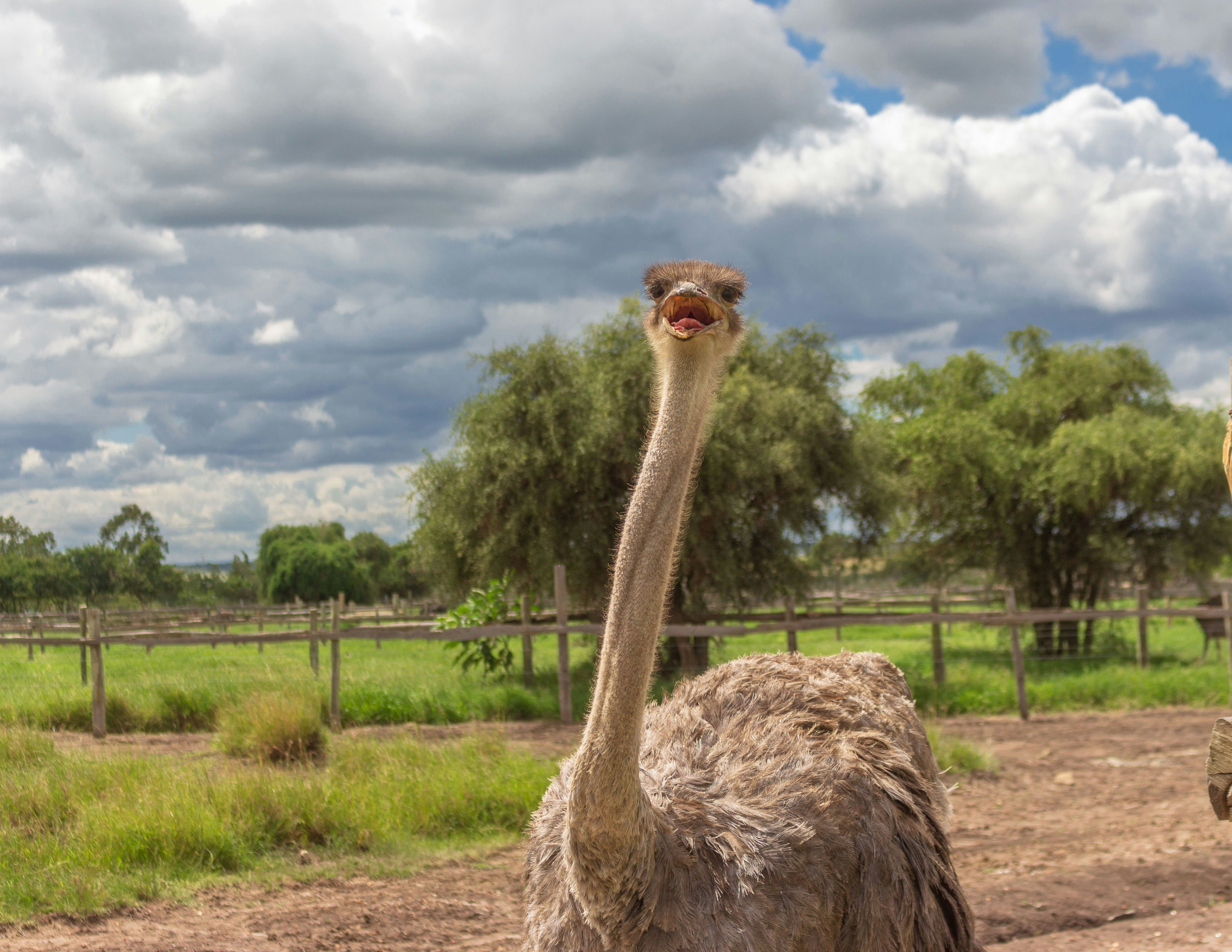 An ostrich standing in a dirt field next to a fence photo – Free Maasai ...