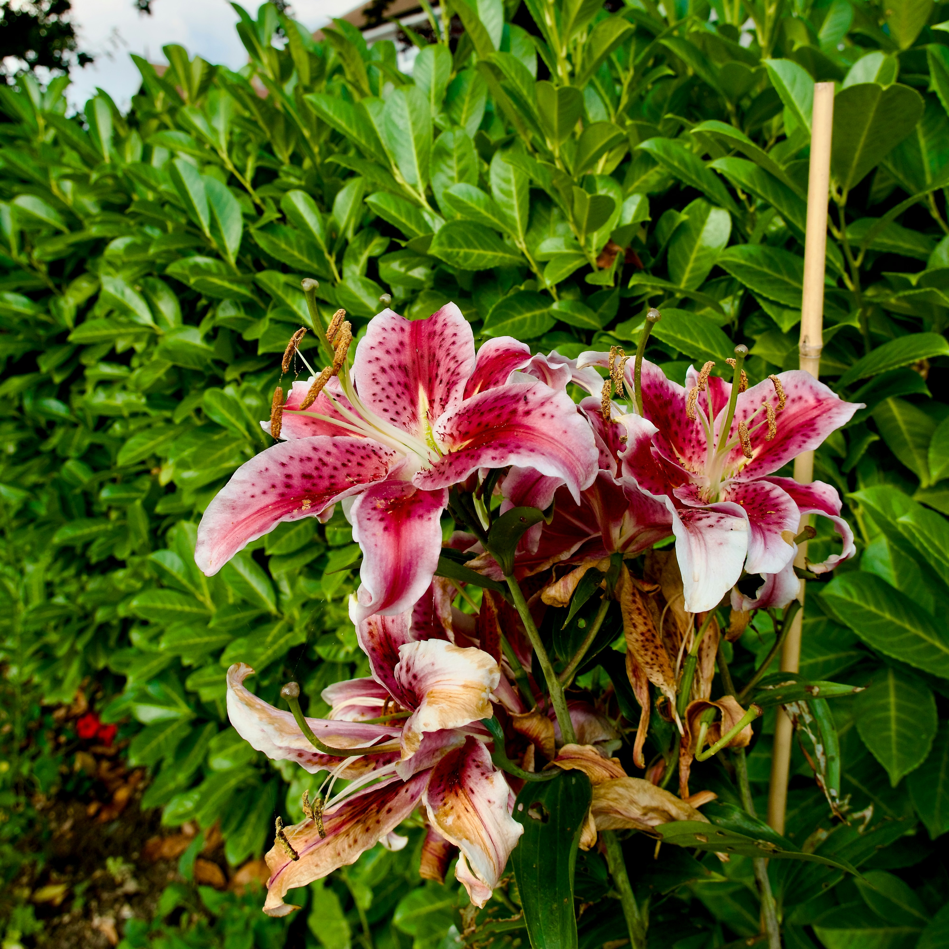 Pink Stargazer Lilies Amid a Verdant Backdrop
