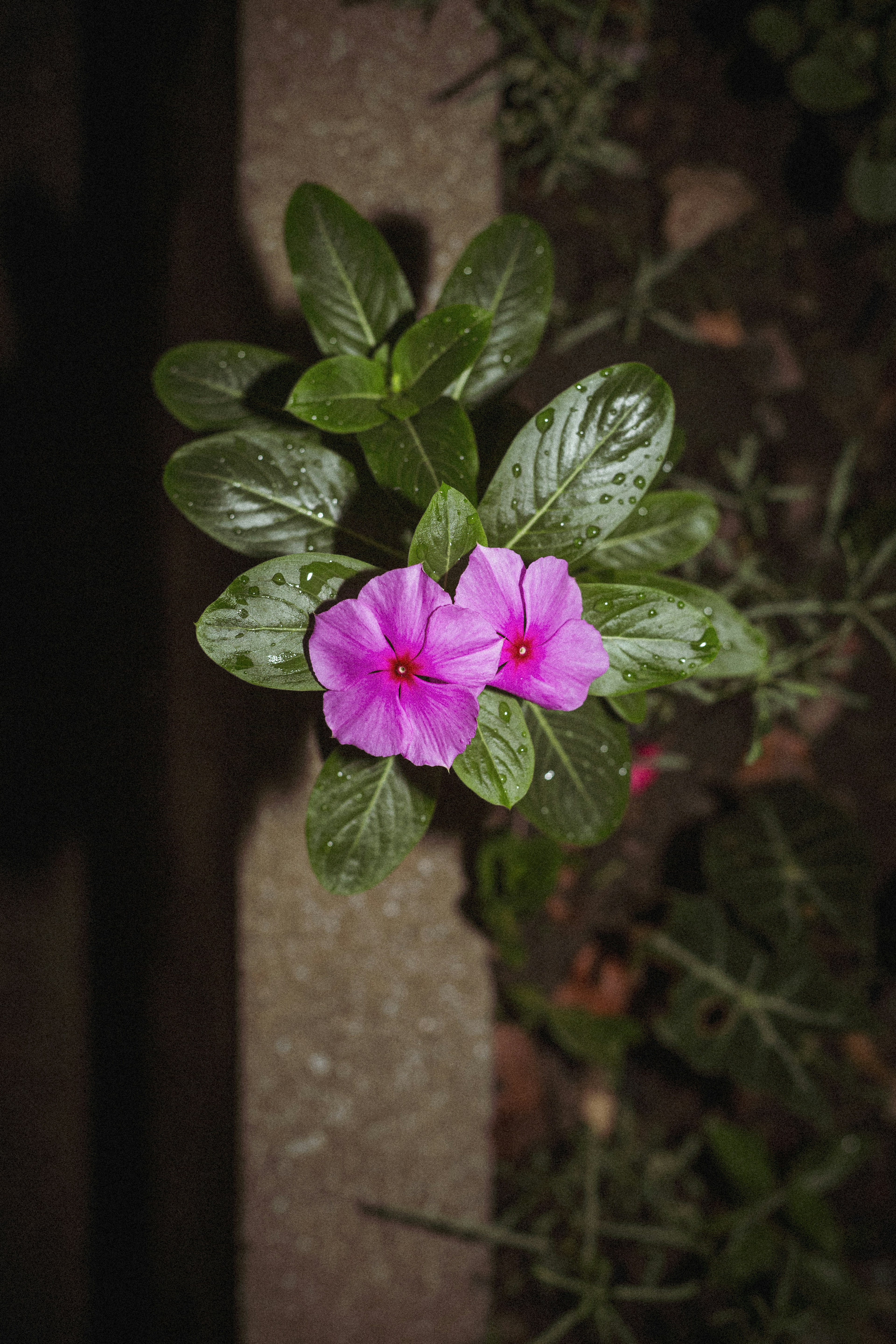 Dew-Kissed Magenta Petals Nestled Among Glossy Green Leaves