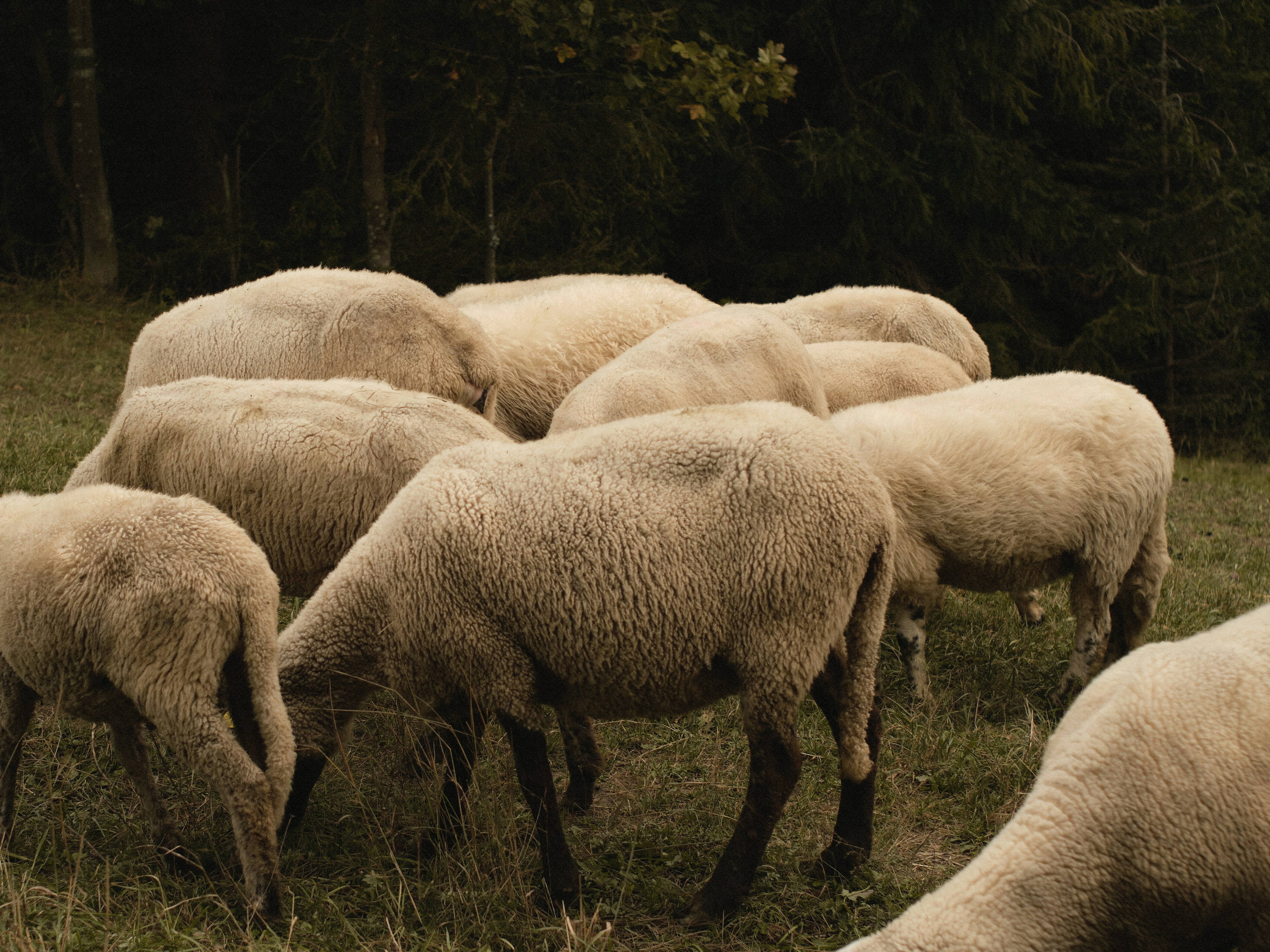 Dusk at the Meadow Edge: Woolly silhouettes gather in quiet pasture