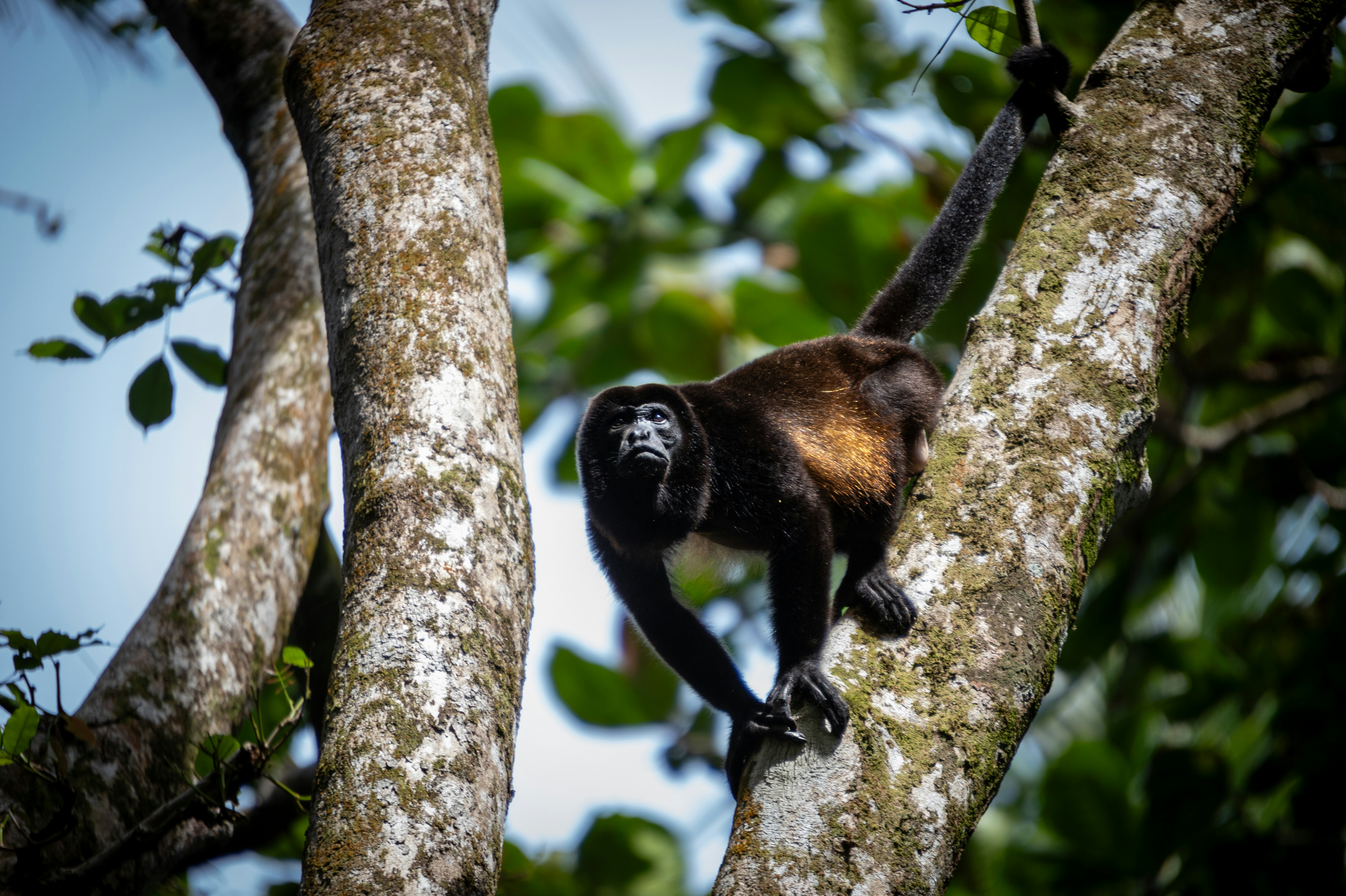 A monkey climbing up a tree in a forest photo – Free Wild animal Image ...