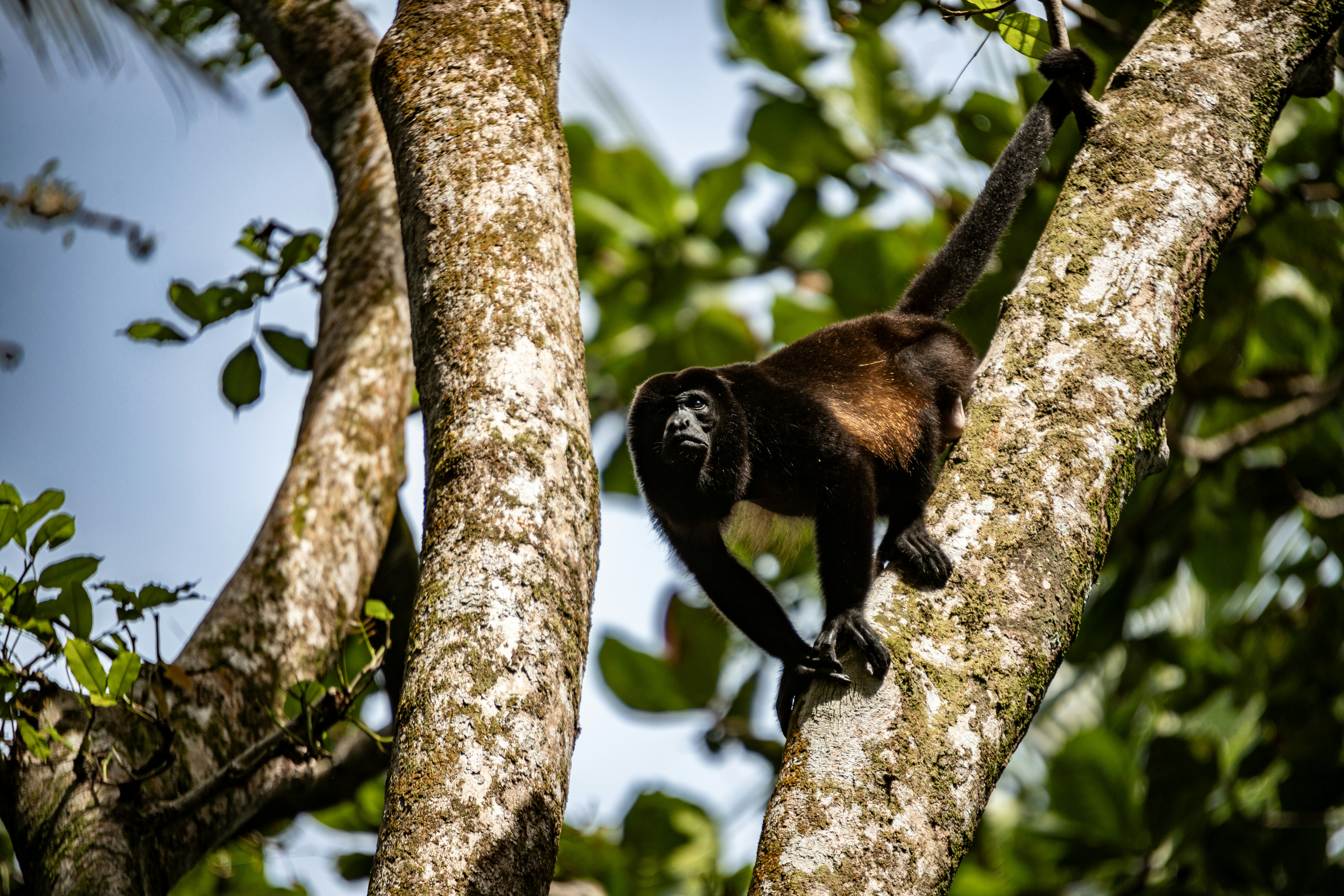 A monkey climbing up a tree in a forest photo – Free Cahuita Image on ...