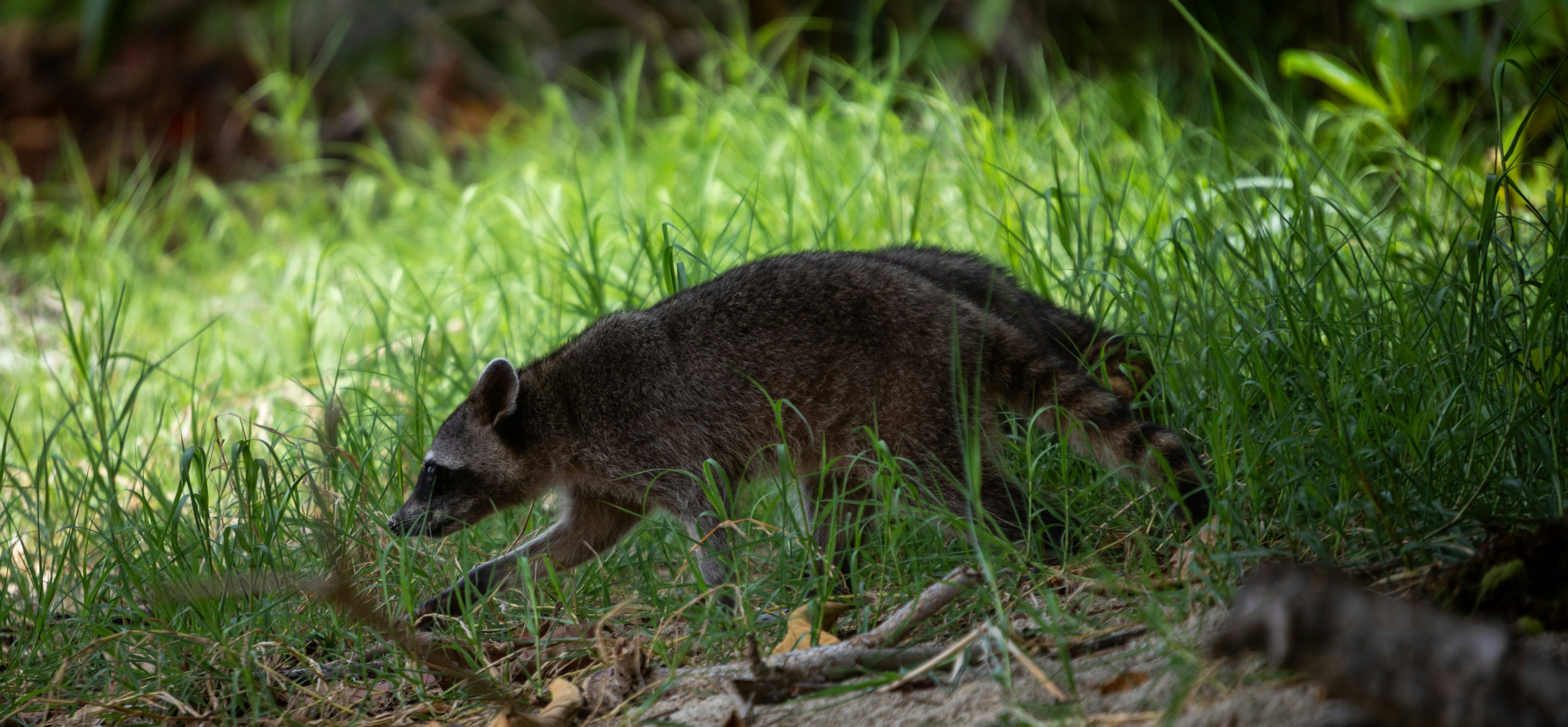 Shadow-Tailed Forager in Sunlit Grass