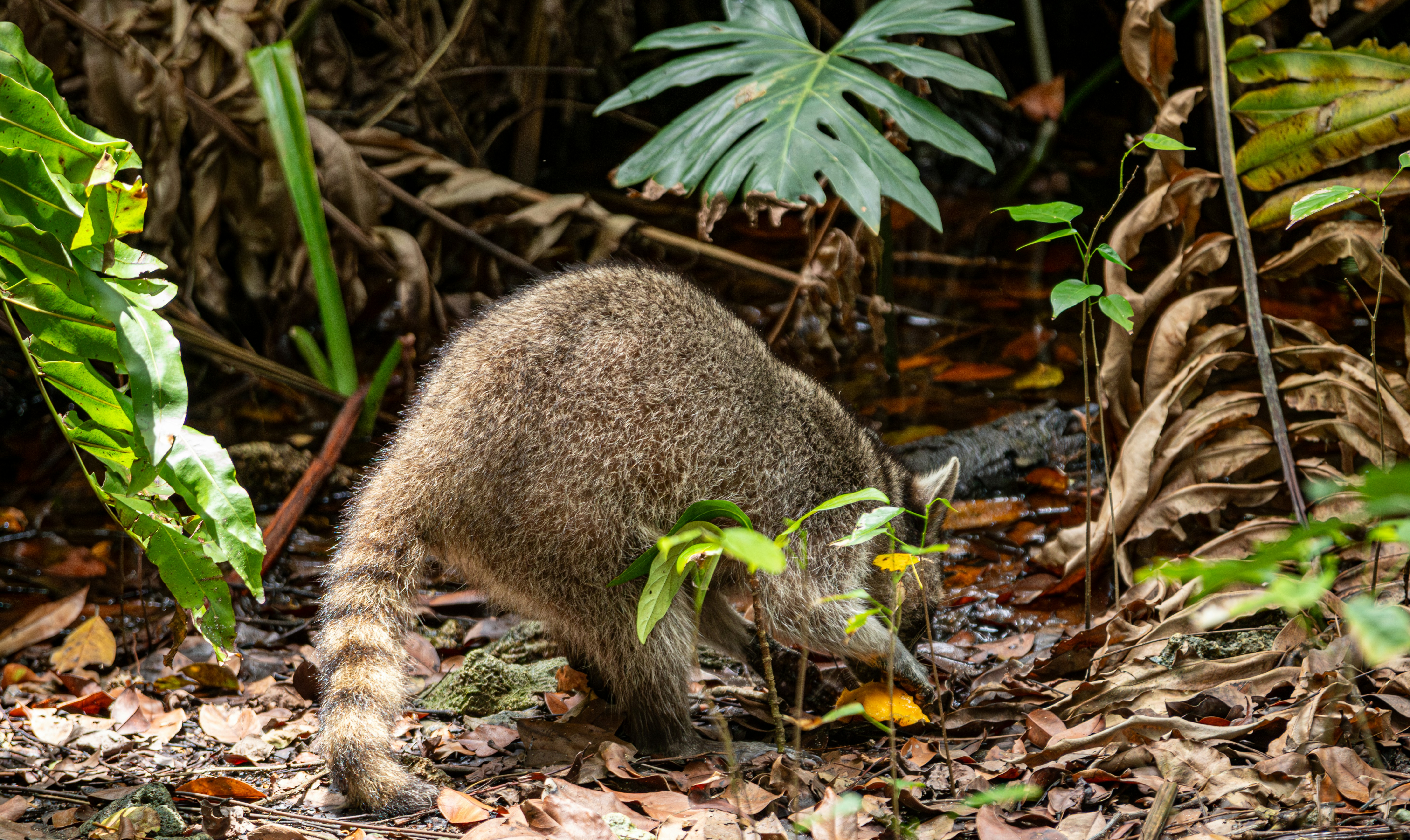 Quiet Forager: Agouti in the Tropical Leaf-Litter