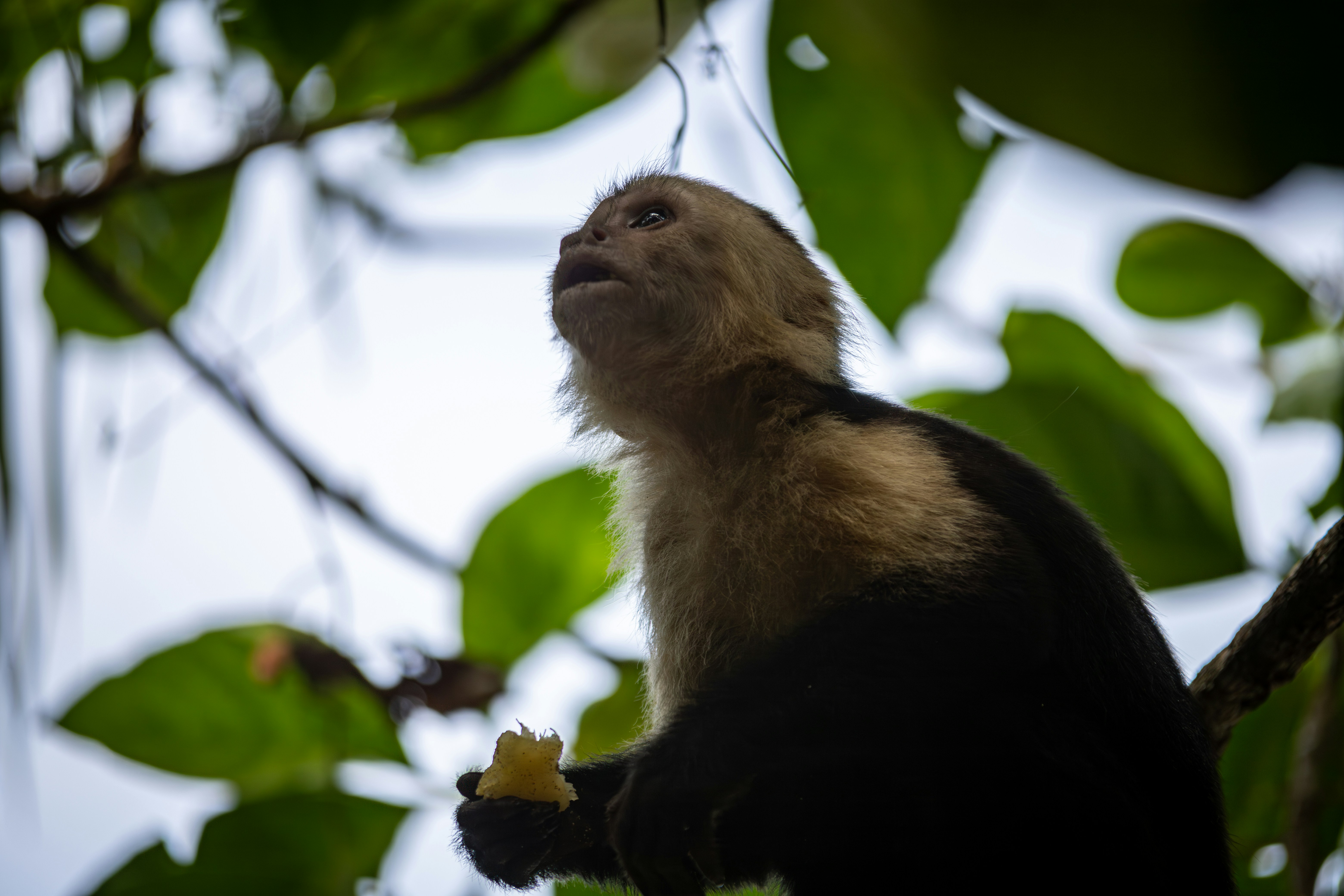 A white-faced capuchin monkey is perched in a tree in a tropical forest, holding a piece of fruit while looking upward. The lush green leaves of the forest canopy create a soft, natural background. The image captures the monkey in a moment of feeding, showcasing its black and white fur and curious expression.
