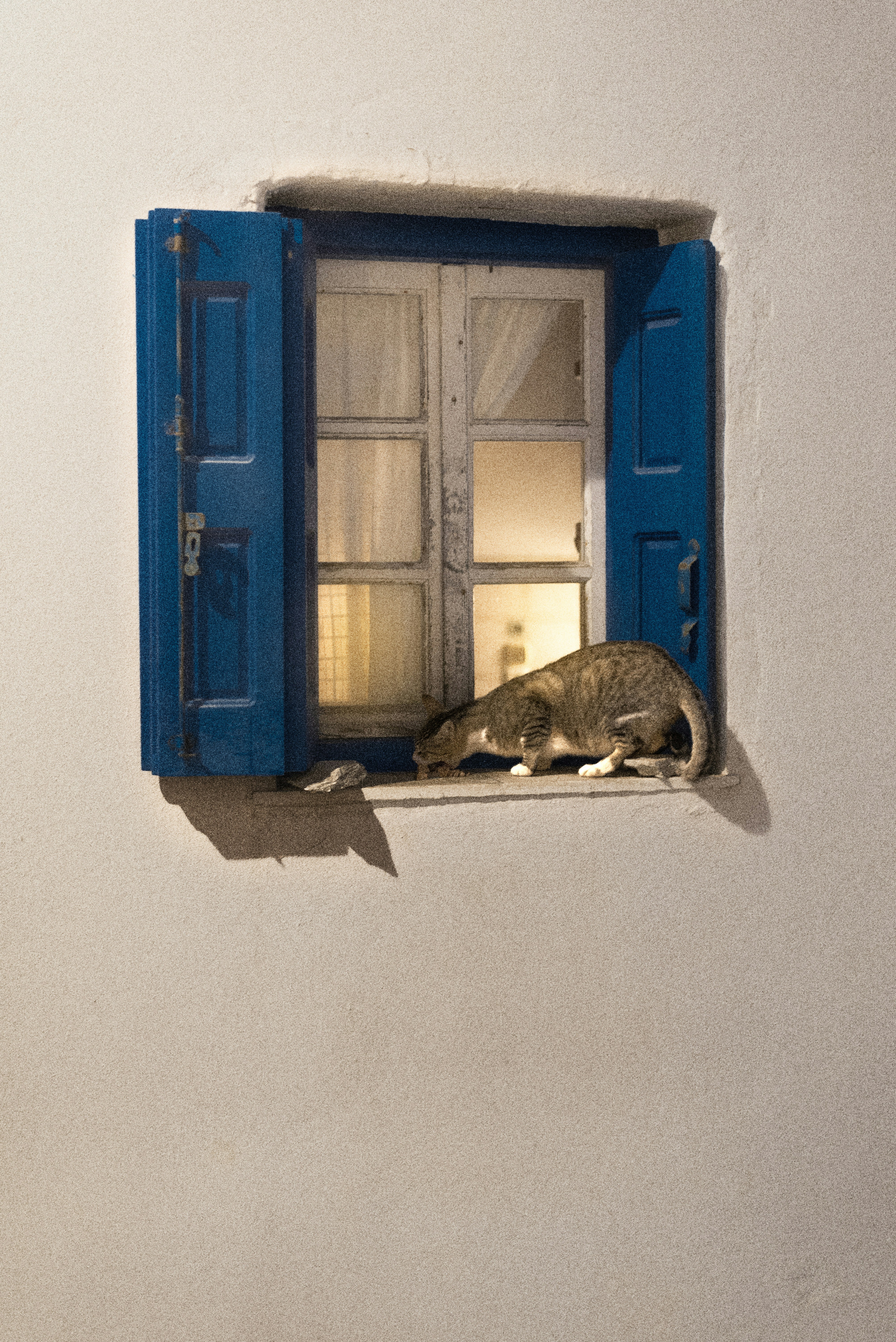Blue Shutters, Quiet Cat: A Windowsill Moment
