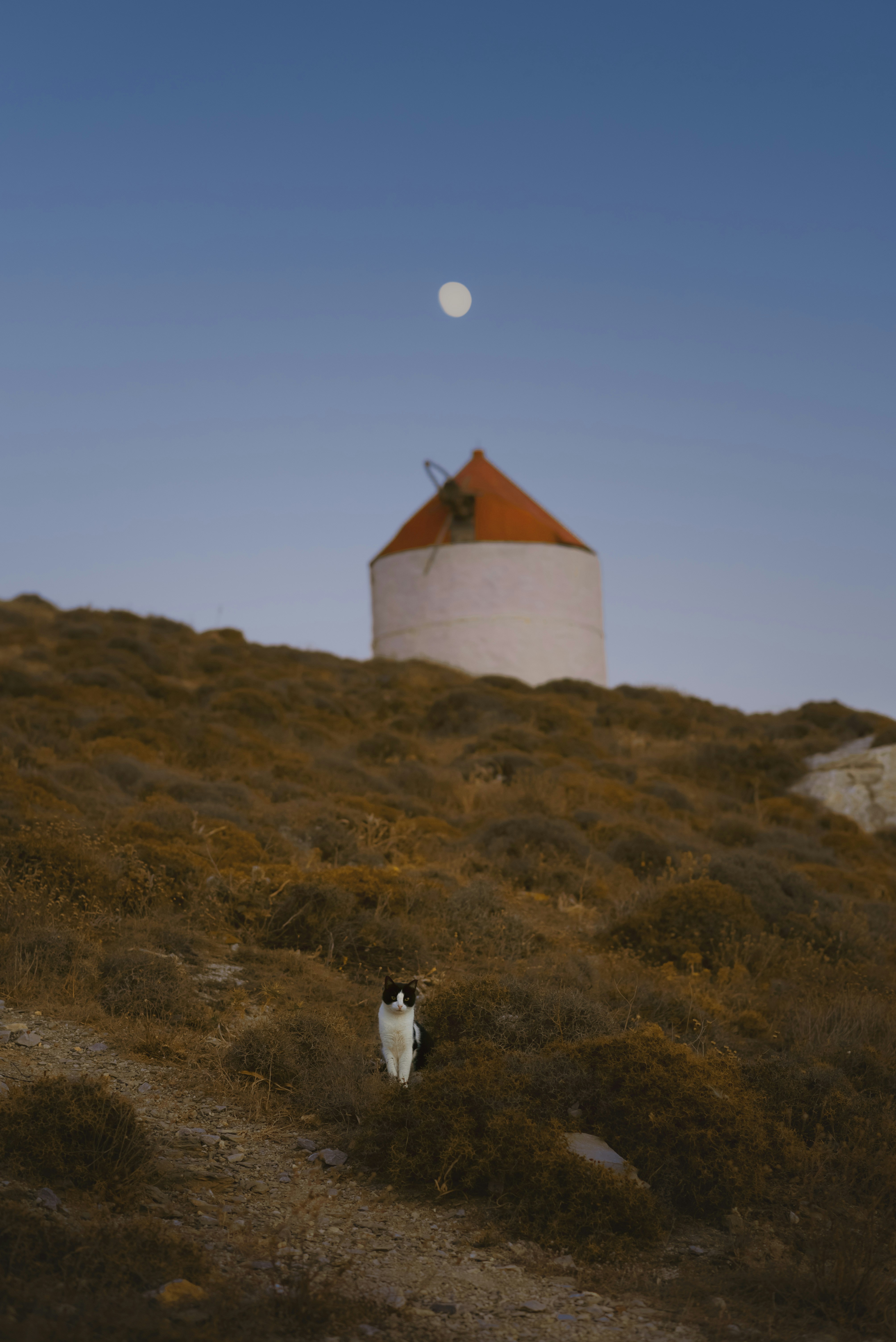 Moon Over White Silo: A Quiet Path and a Black-and-White Wanderer
