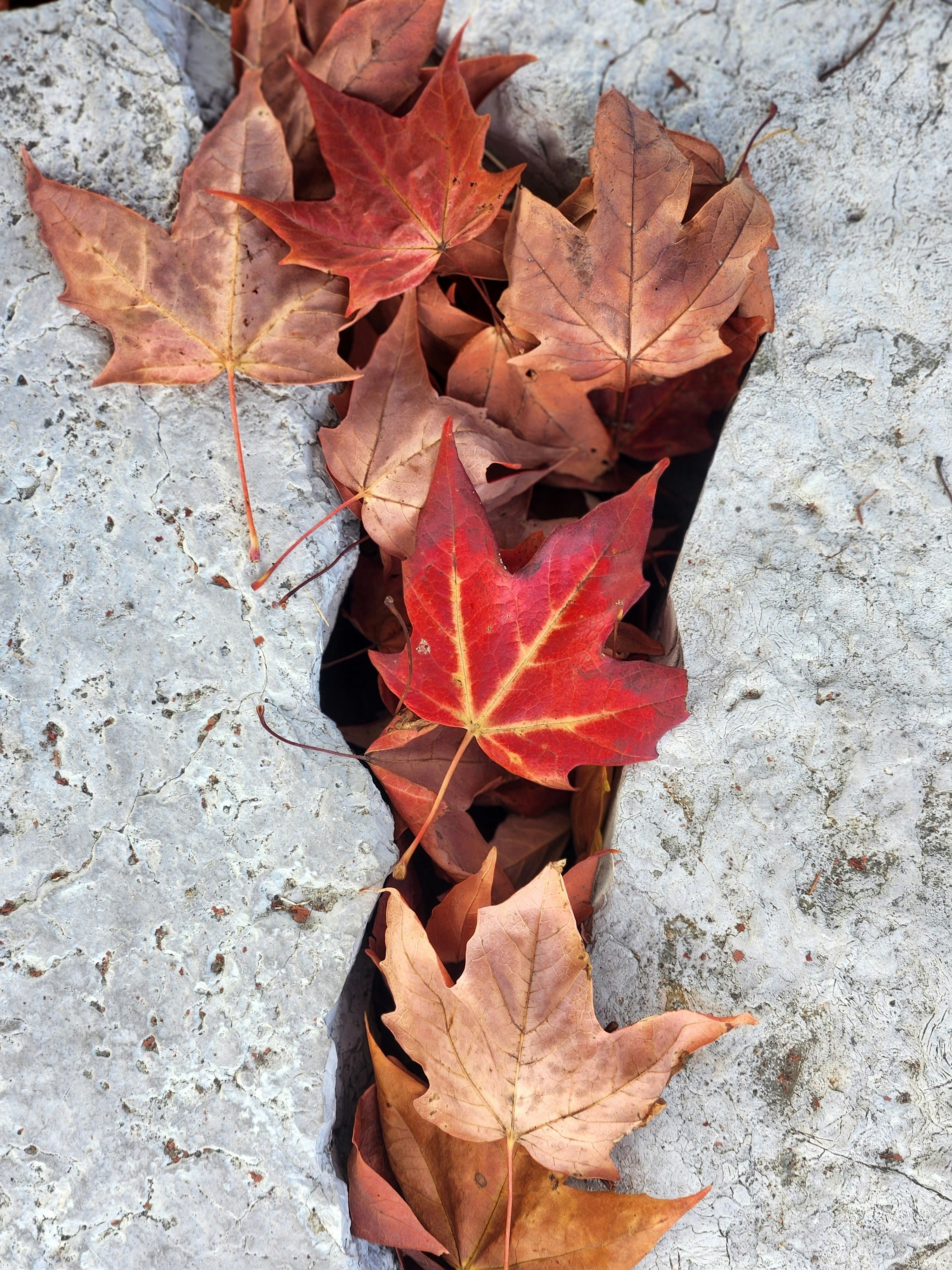 A bunch of leaves that are laying on the ground photo – Free Maple leaf ...