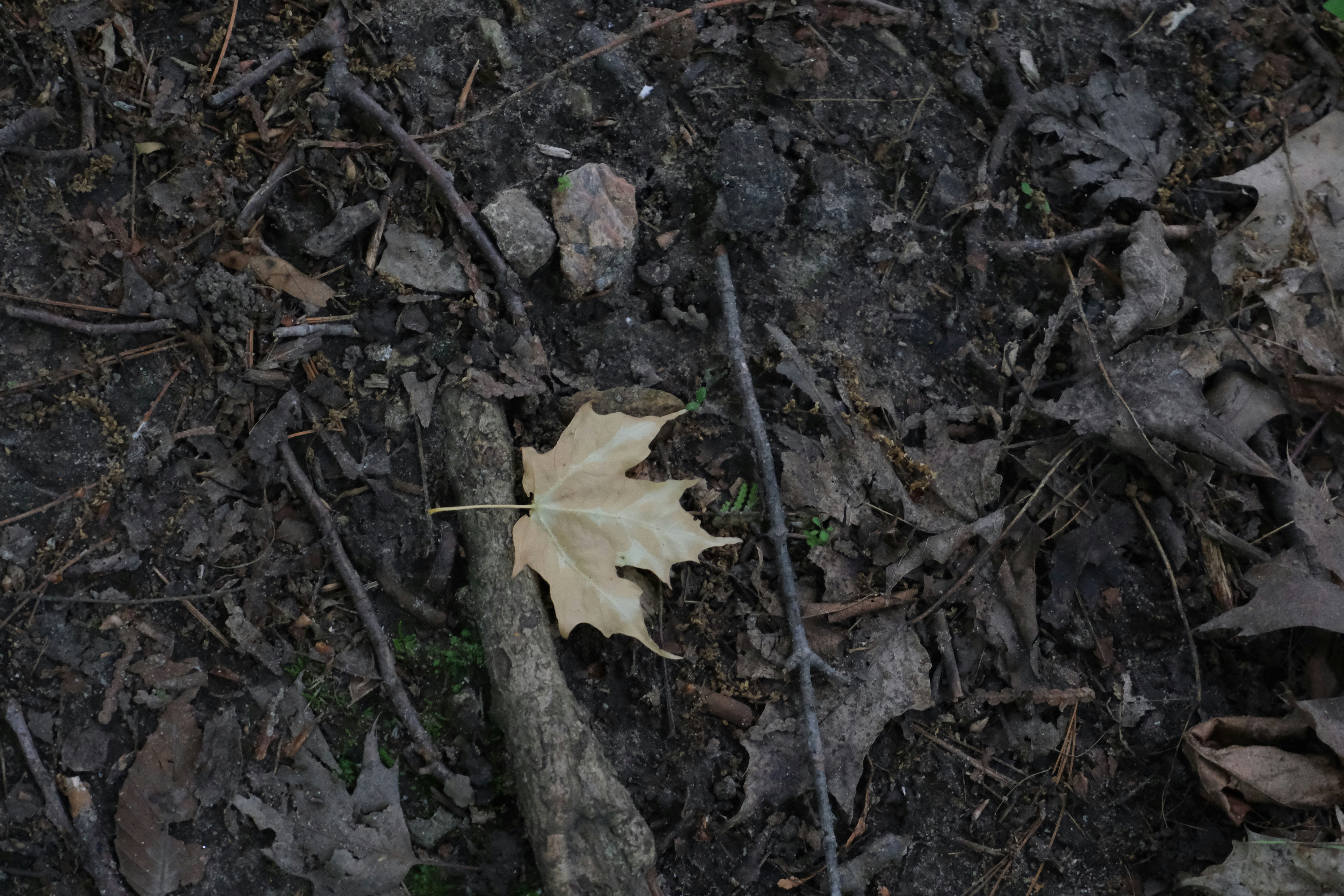 Photo by Anil Baki Durmus with Fujifilm X-T30 II