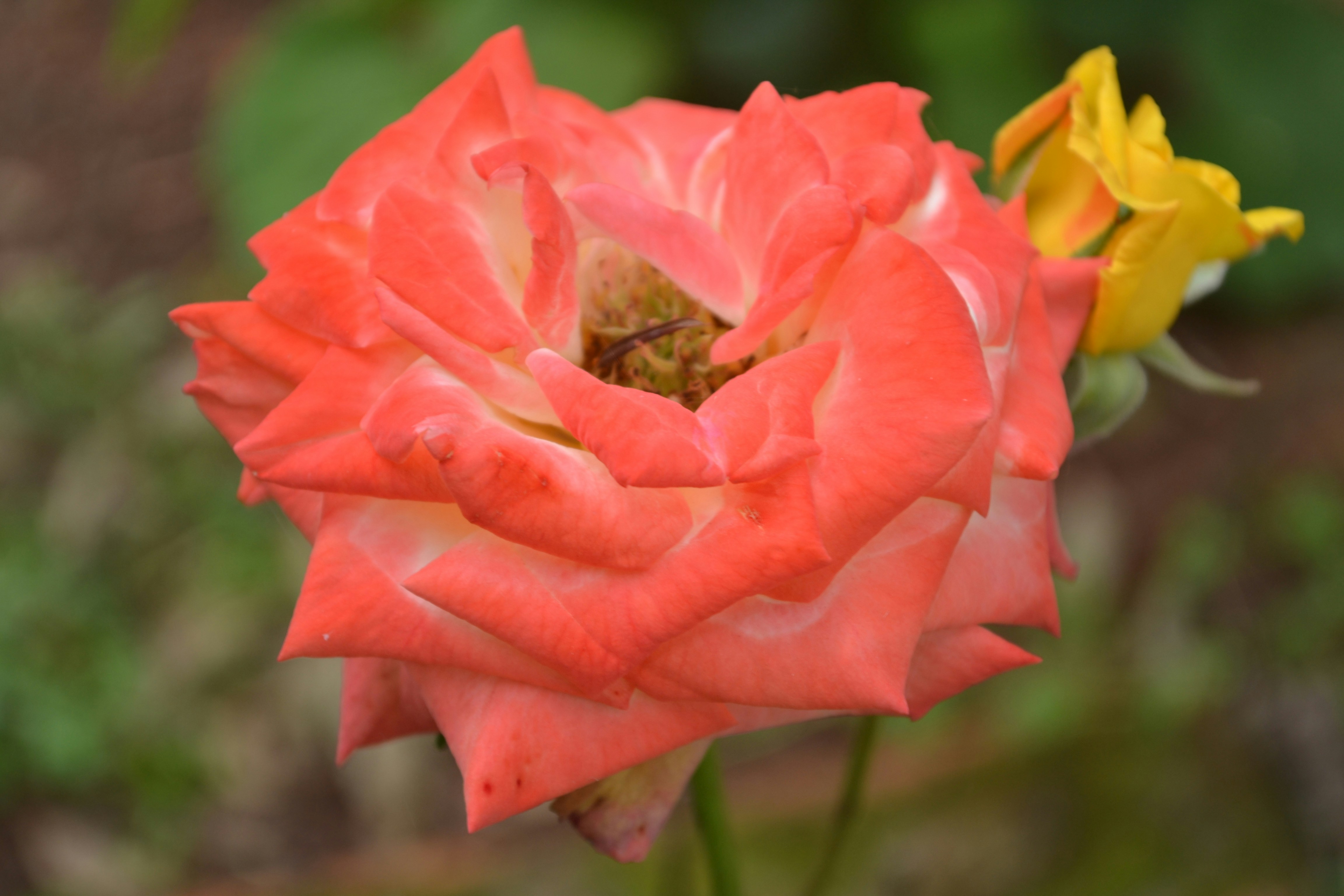 Petals in Soft Light: A Coral Rose Centerstage with a Yellow Bud