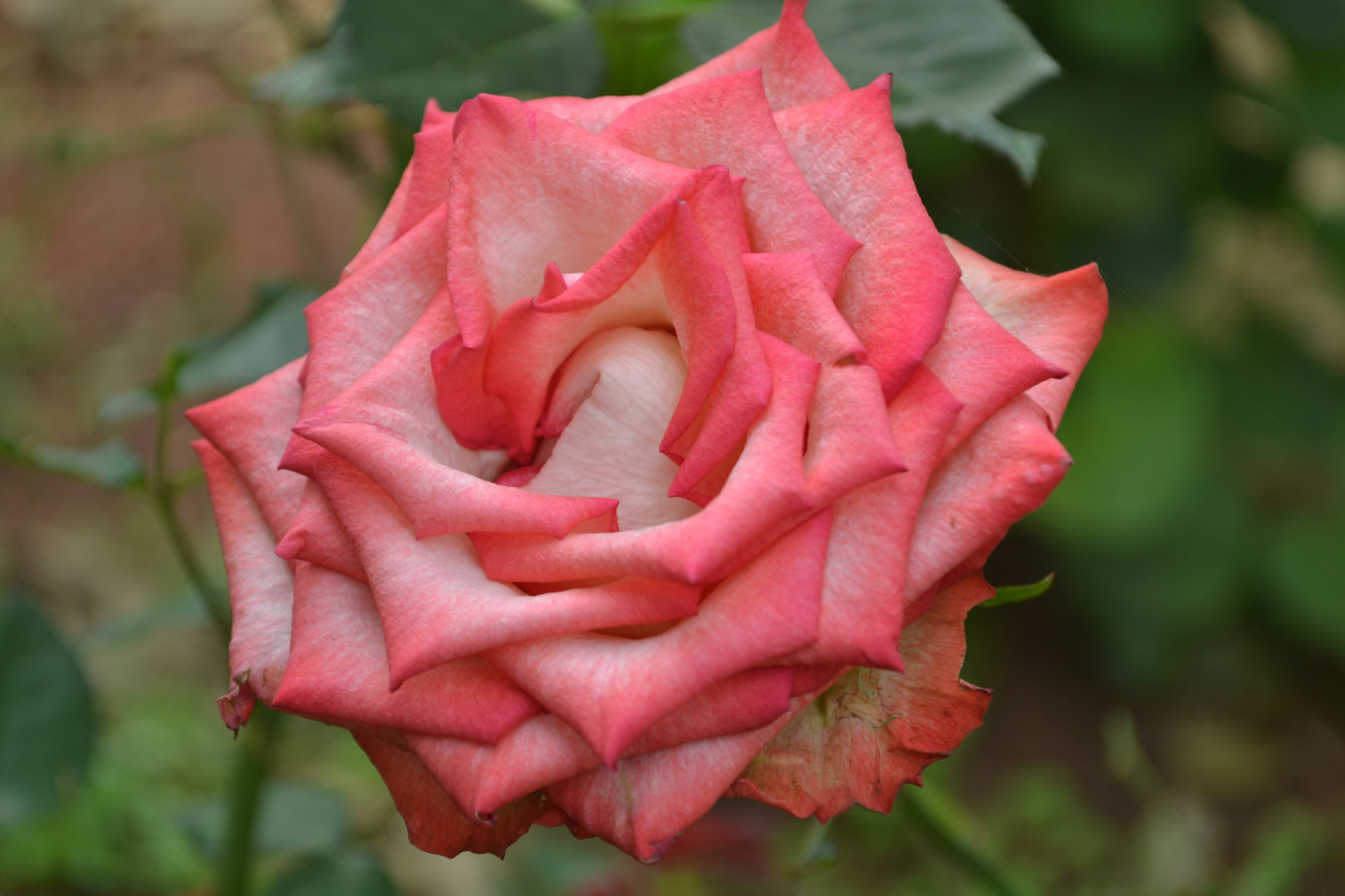 Velvet Pink Rosette: A Macro Portrait of a Rose's Heart