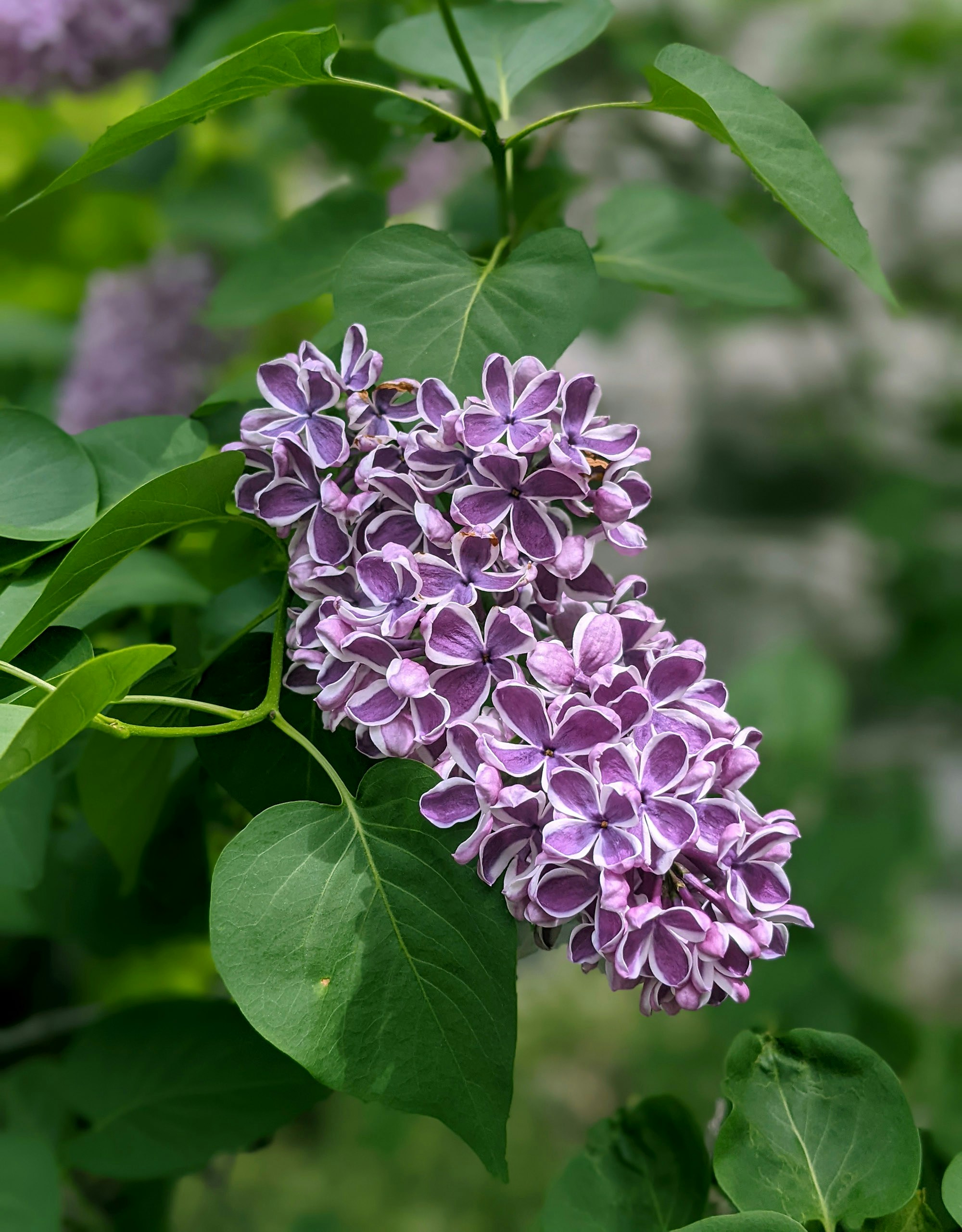 Foto Seikat bunga ungu tumbuh di pohon – Gambar Bunga Gratis di Unsplash