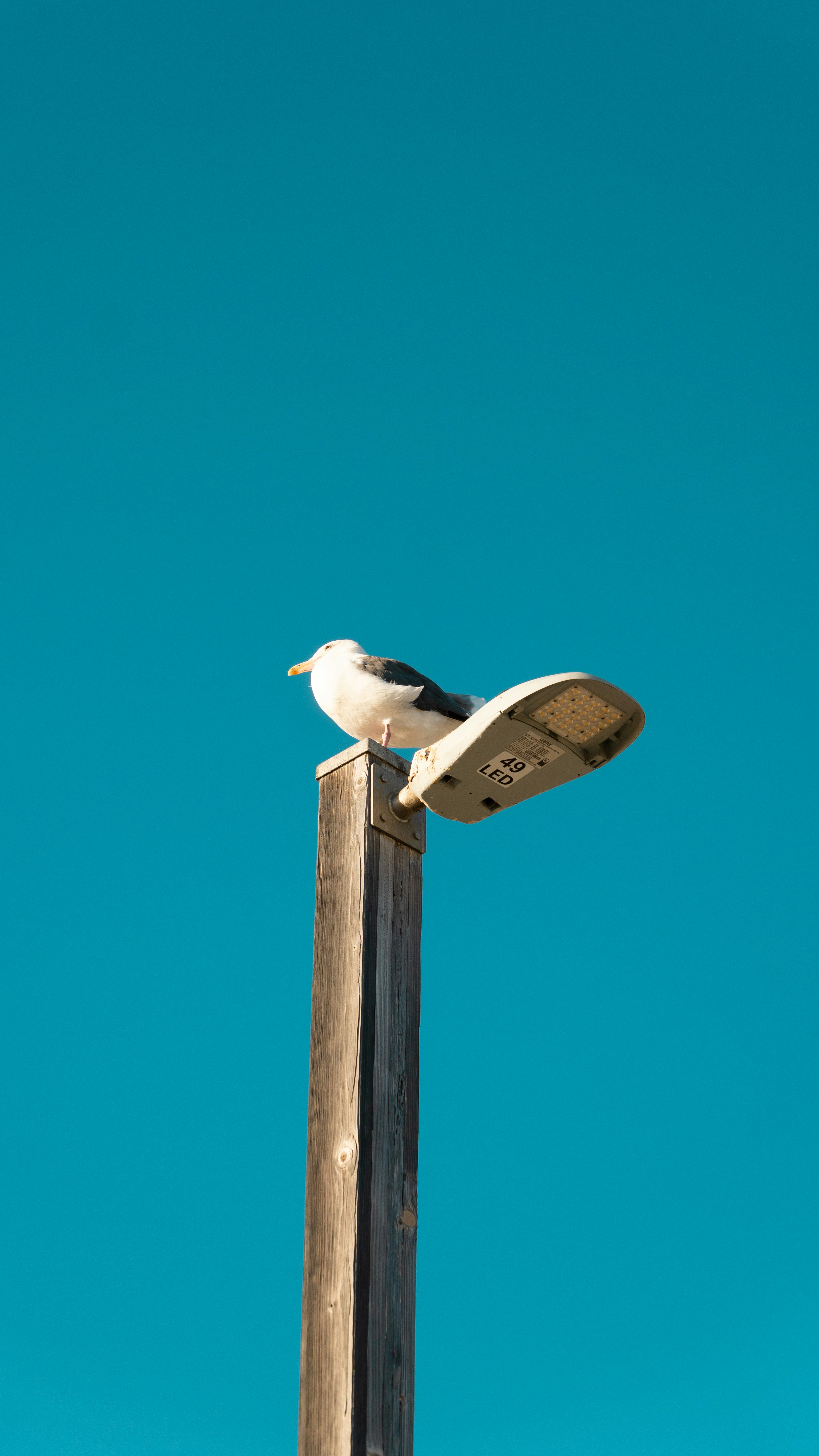 A seagull sitting on top of a light pole