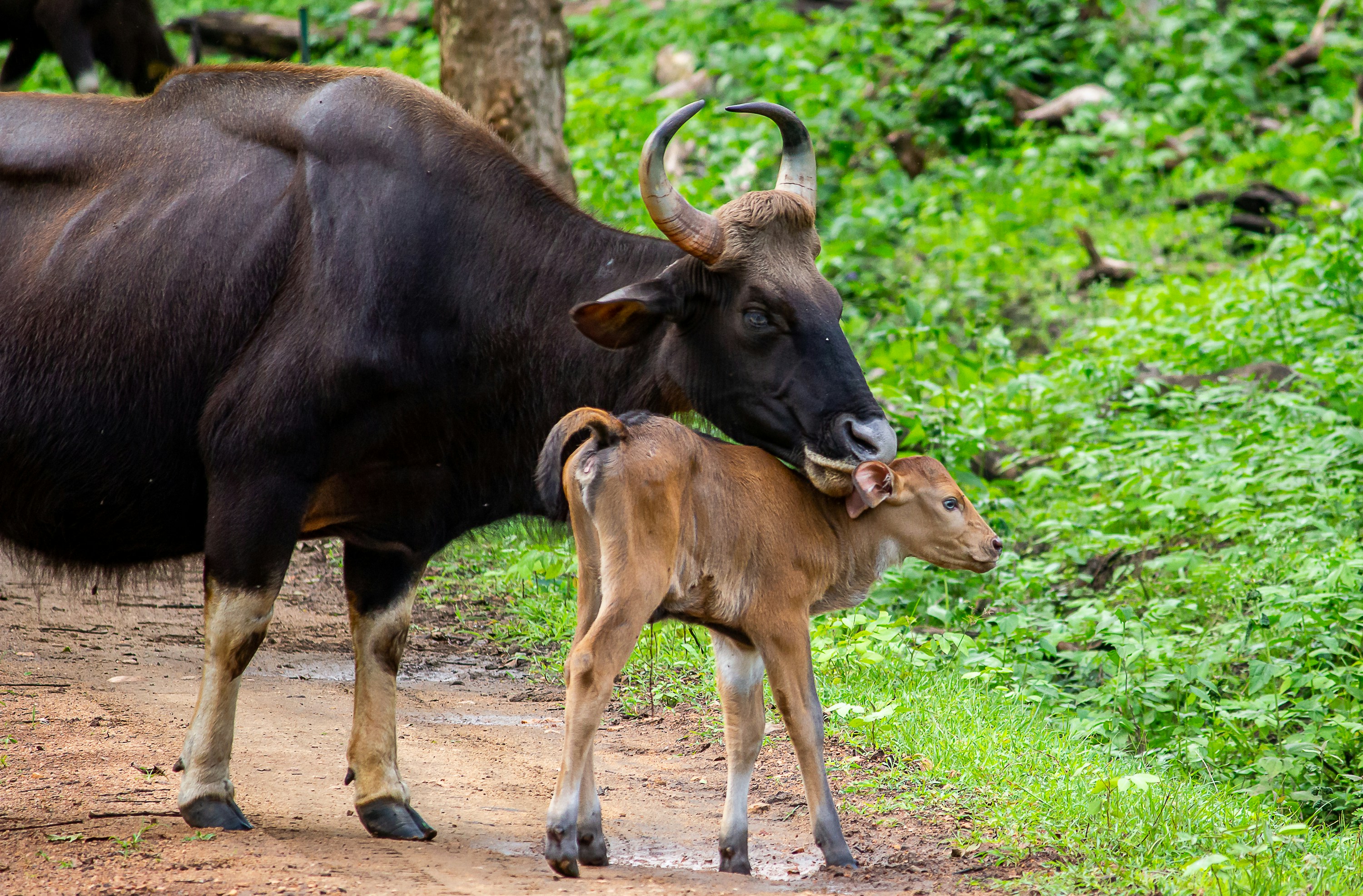 Guardians on the Green Trail: A Mother Buffalo and Calf