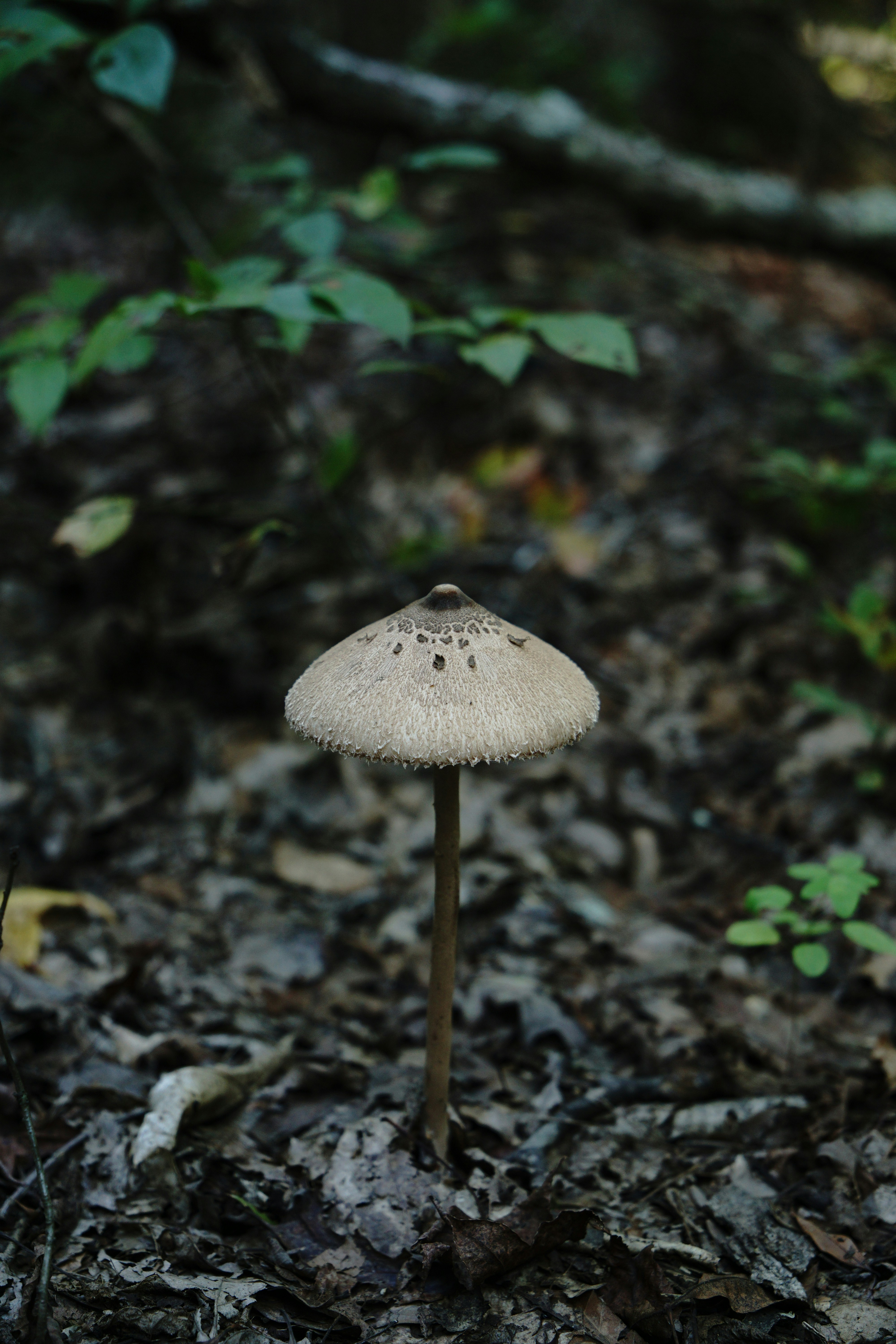 Solitary Parasol Mushroom Stands in Dim Forest Understory