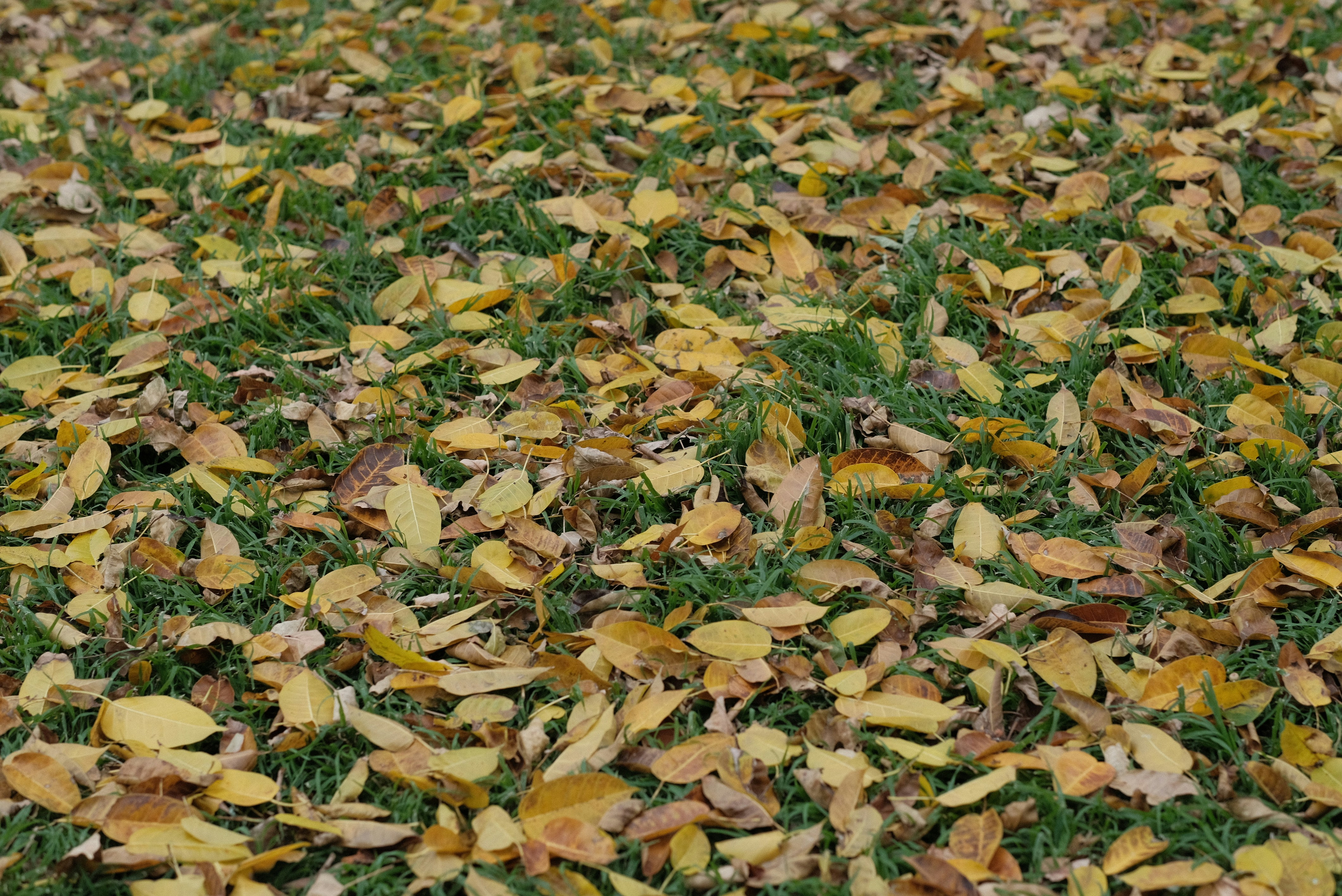 Photo by Dominic Kurniawan Suryaputra with Fujifilm X-T2