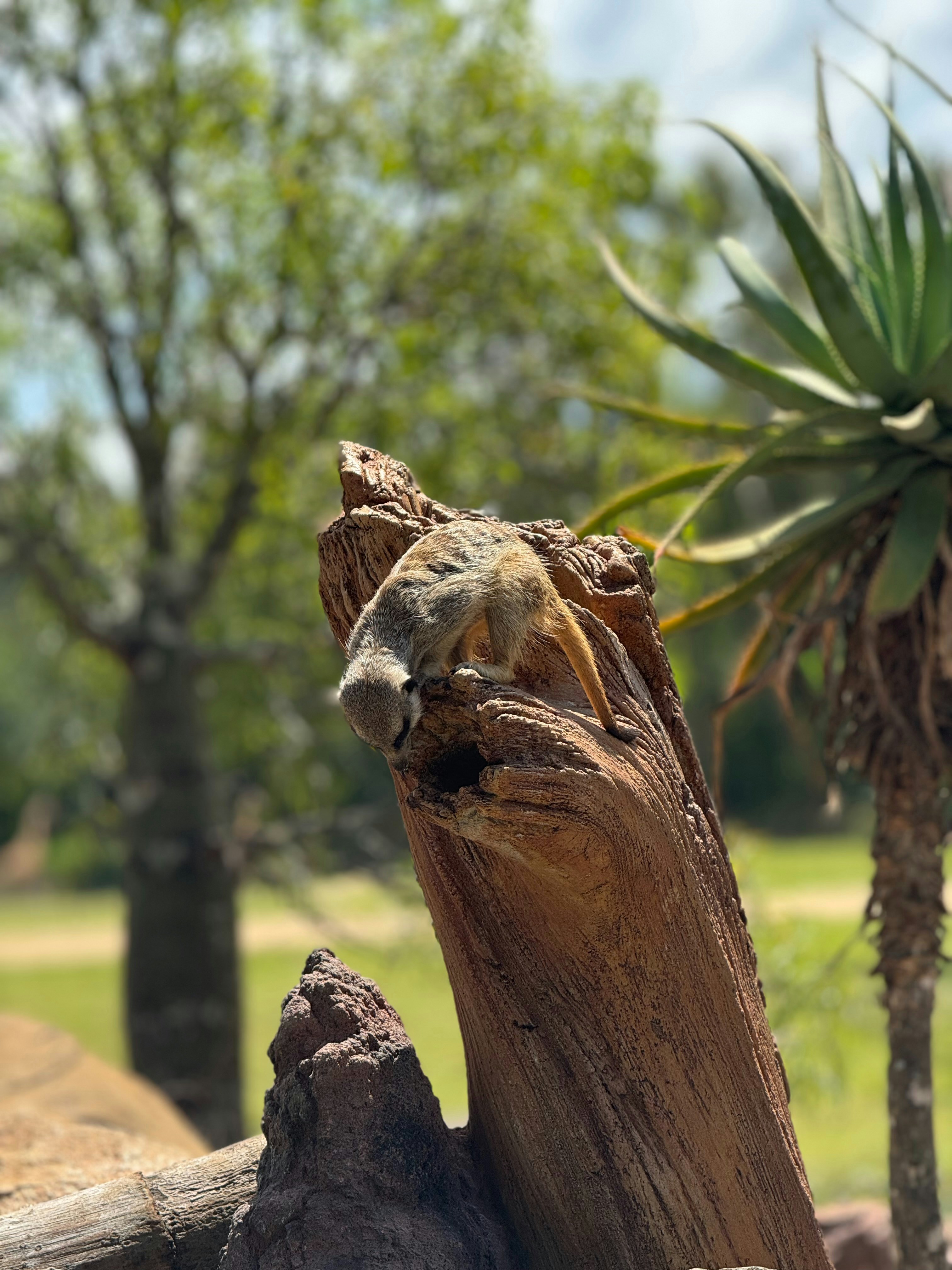 Squirrel on a Sun-Warmed Log: A Quiet Garden Moment