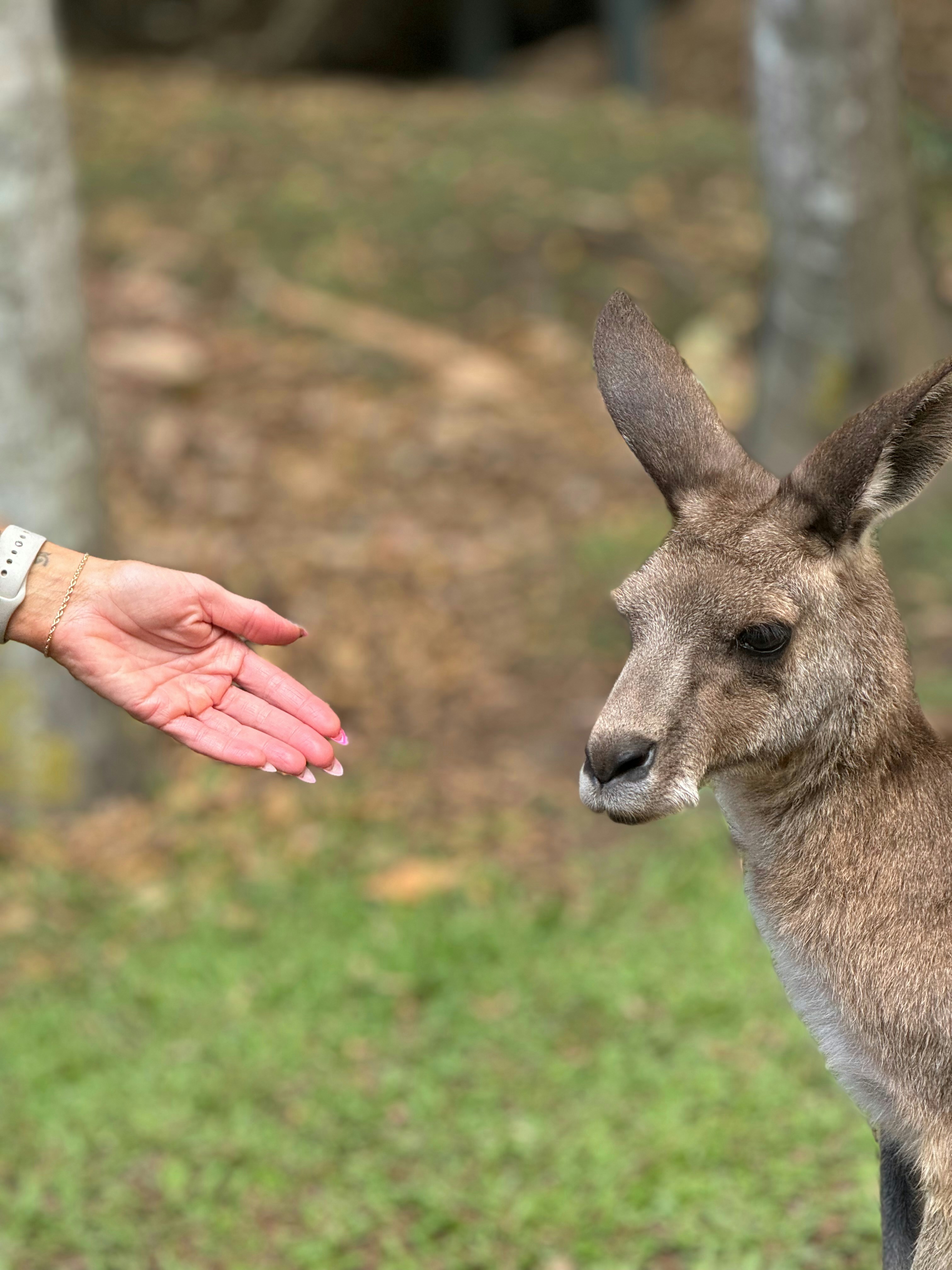 A Gentle Moment: Hand Extends Toward a Park Kangaroo