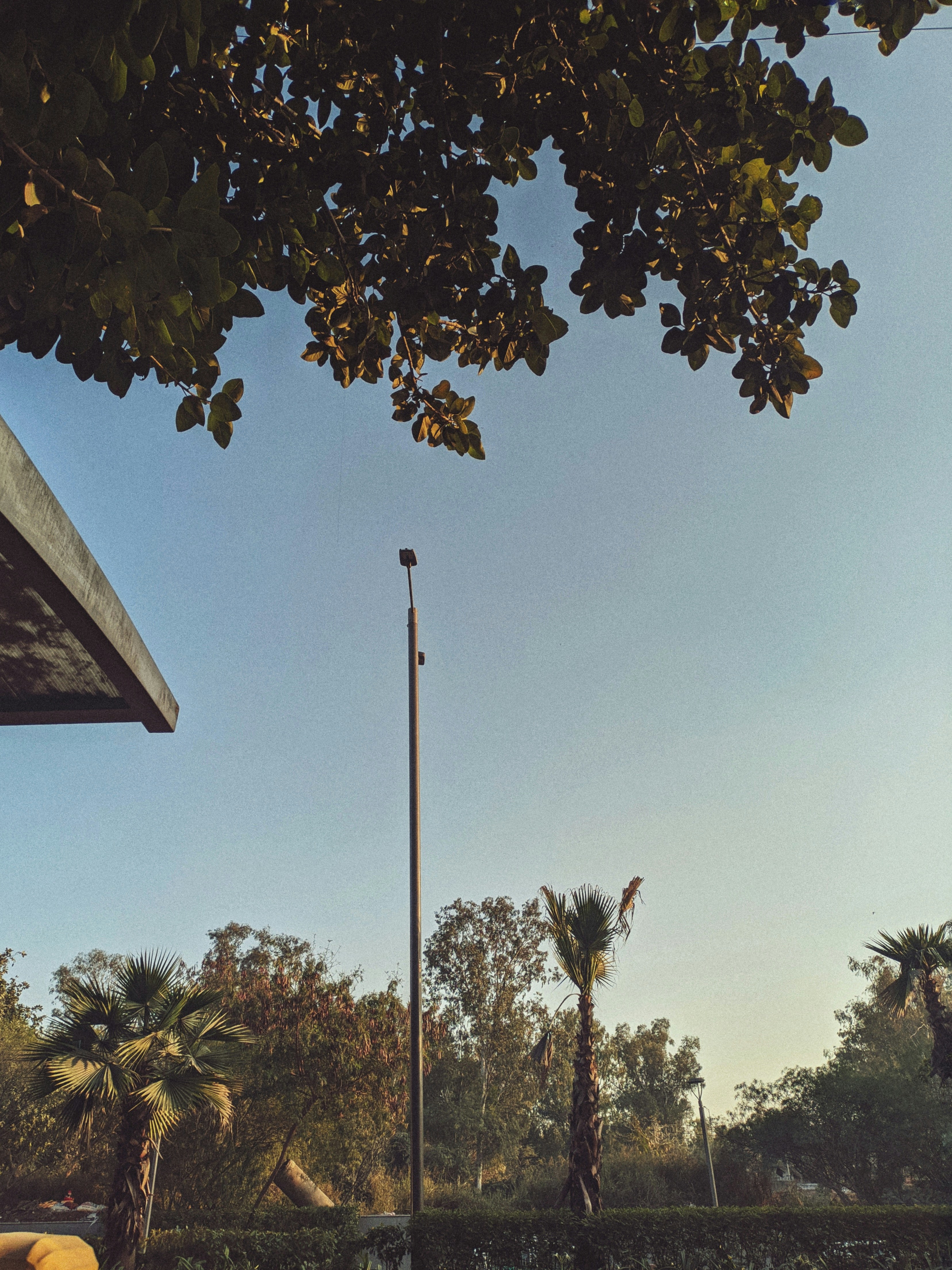 Tall street lamp rises above a palm-fringed park under a clear blue sky.