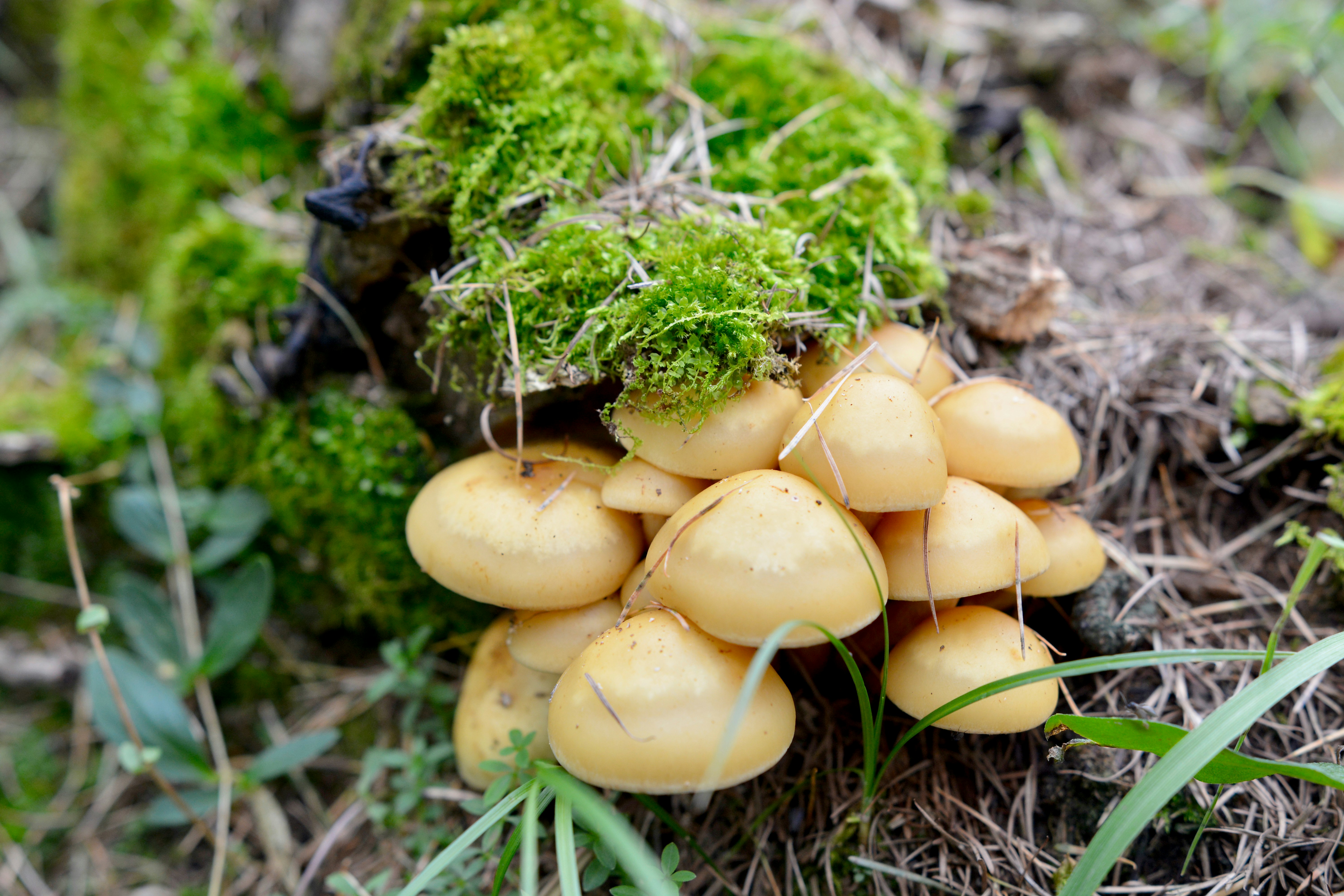 Photo by Max Hou with Nikon D7100