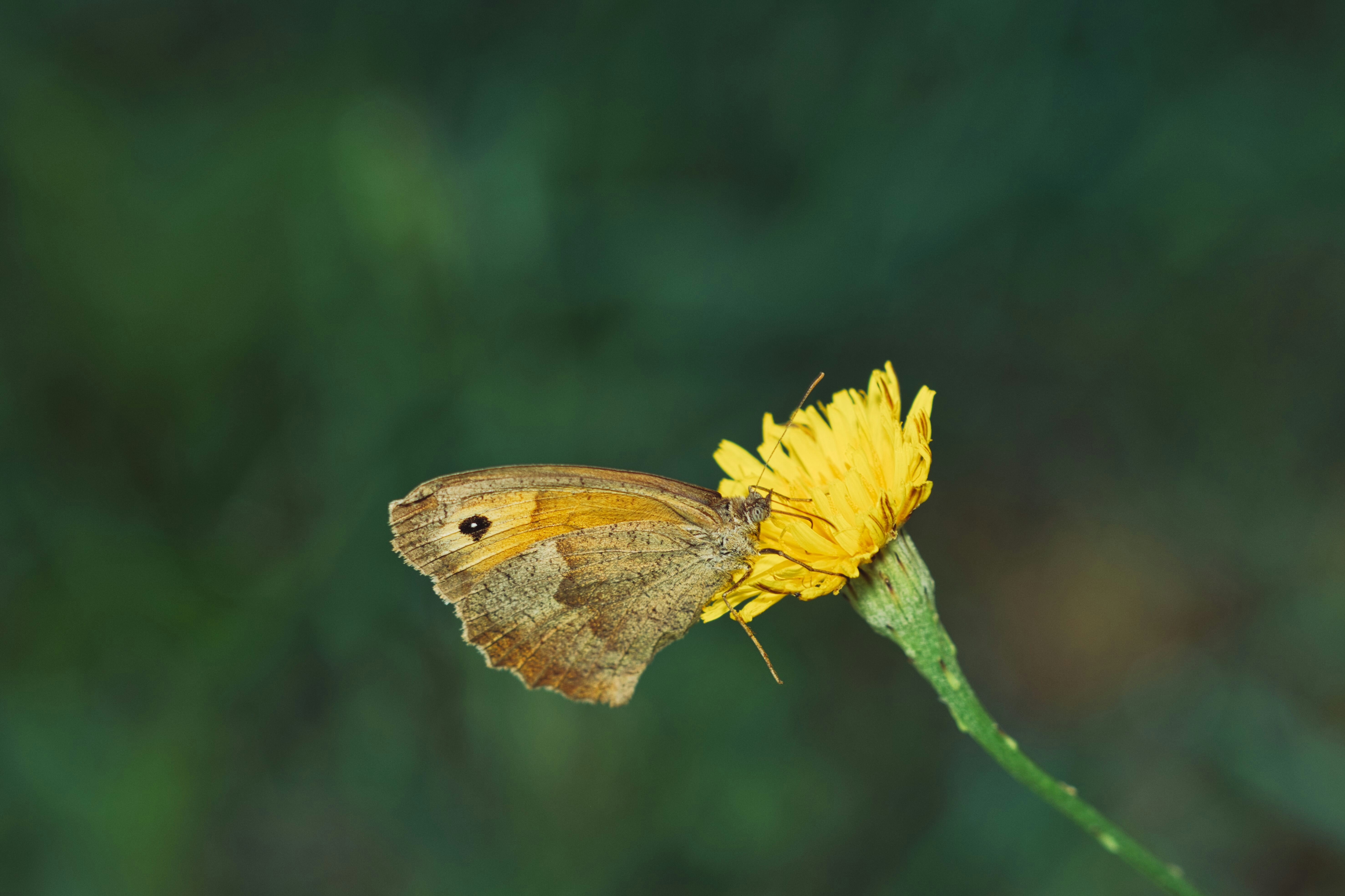 Brown Butterfly on a Golden Bloom: A Quiet Macro Moment