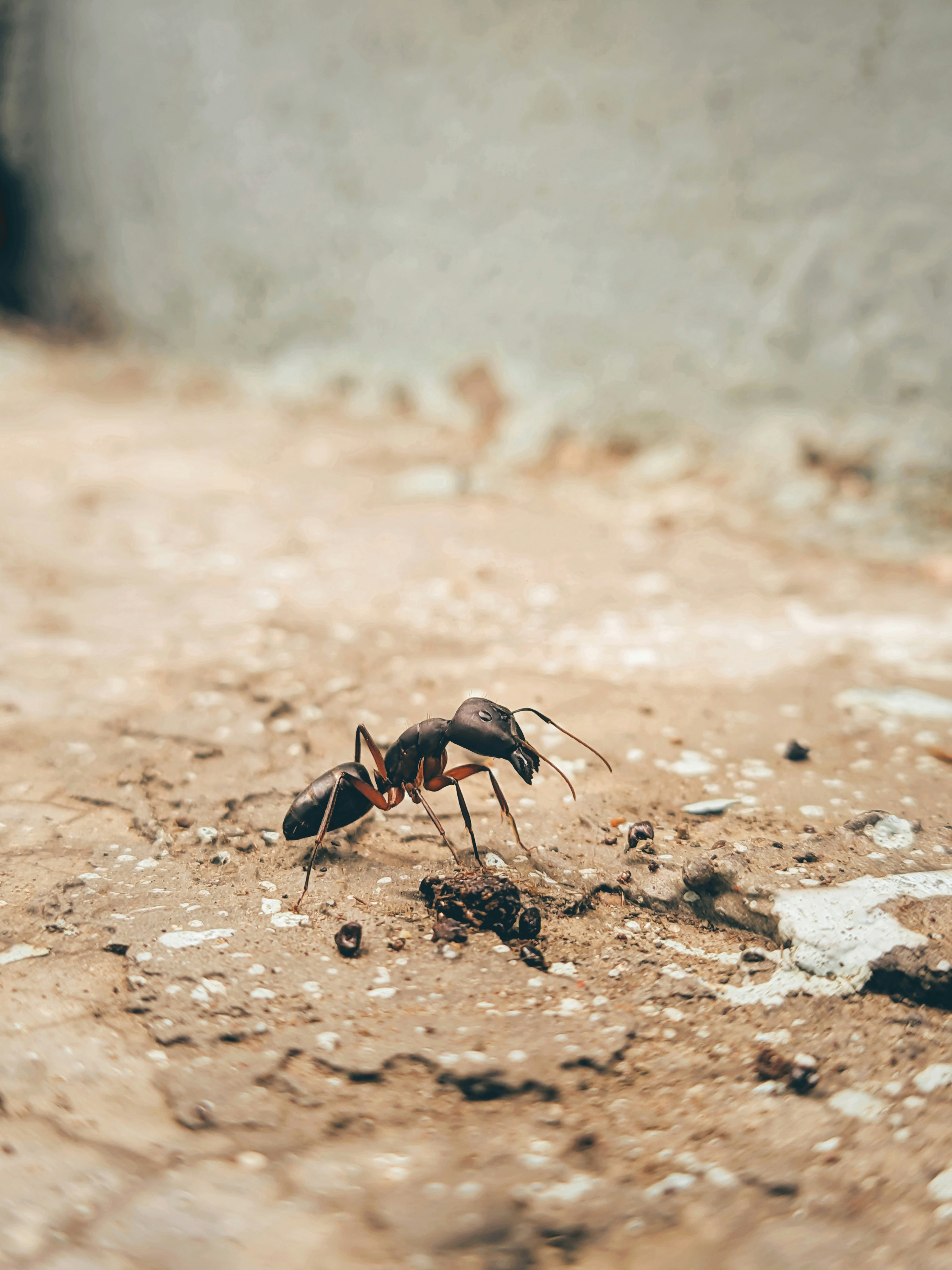 Foto Semut semut besar berjalan melintasi jalan tanah – Gambar Makro ...