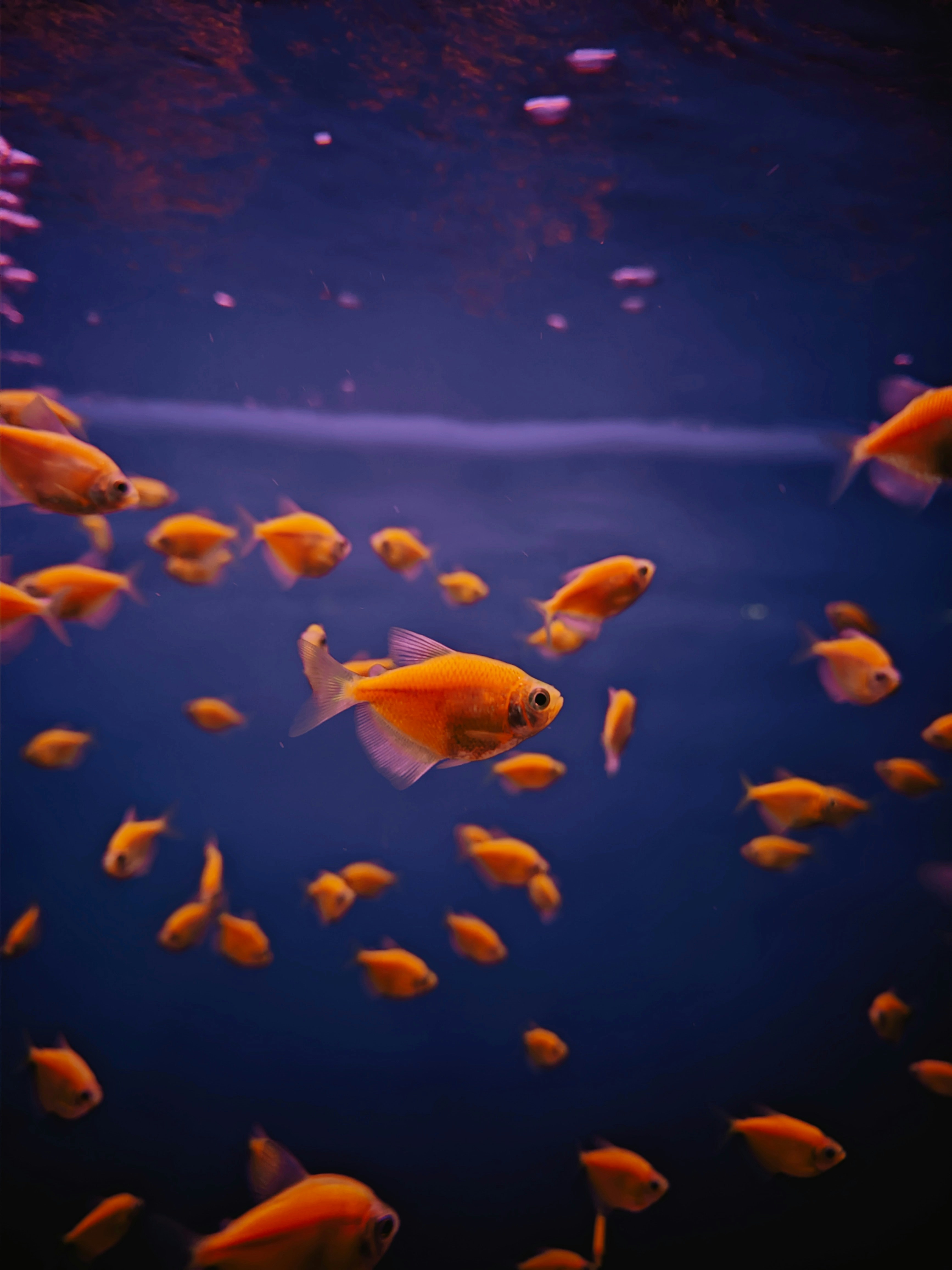 Un groupe de poissons rouges nageant dans un aquarium photo – Image ...