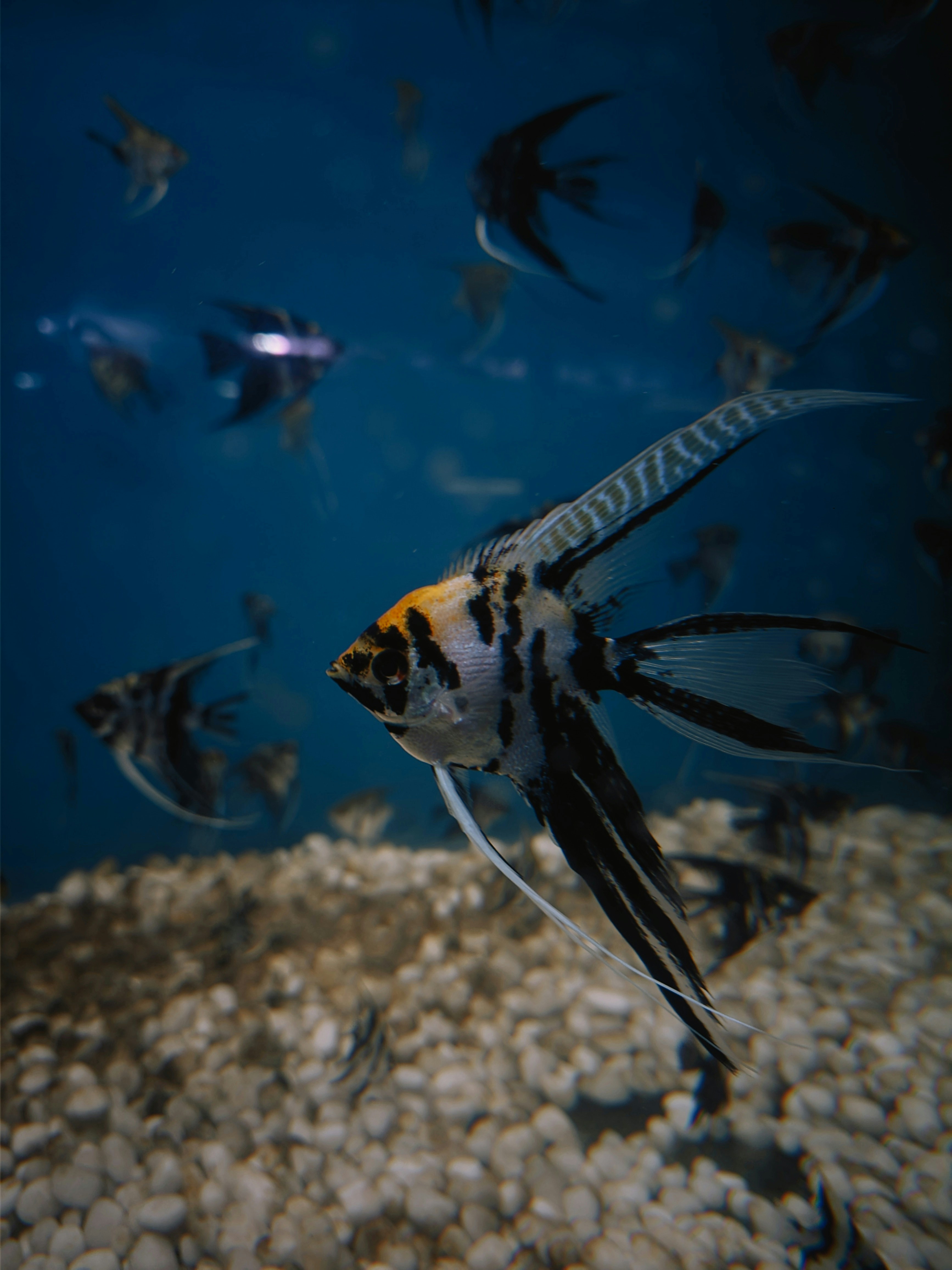 A large group of fish swimming in an aquarium photo – Free Sea Image on ...