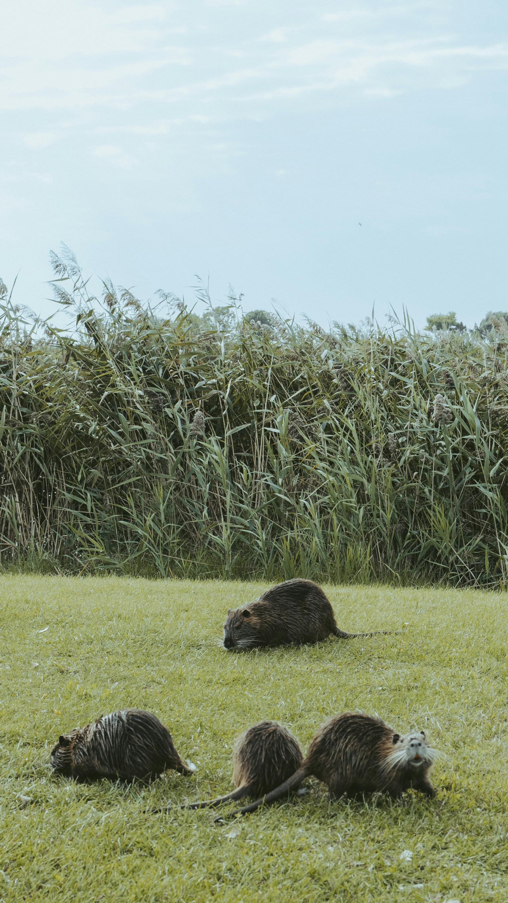 Sunlit Meadow Rendezvous: Capybaras Among Reeds