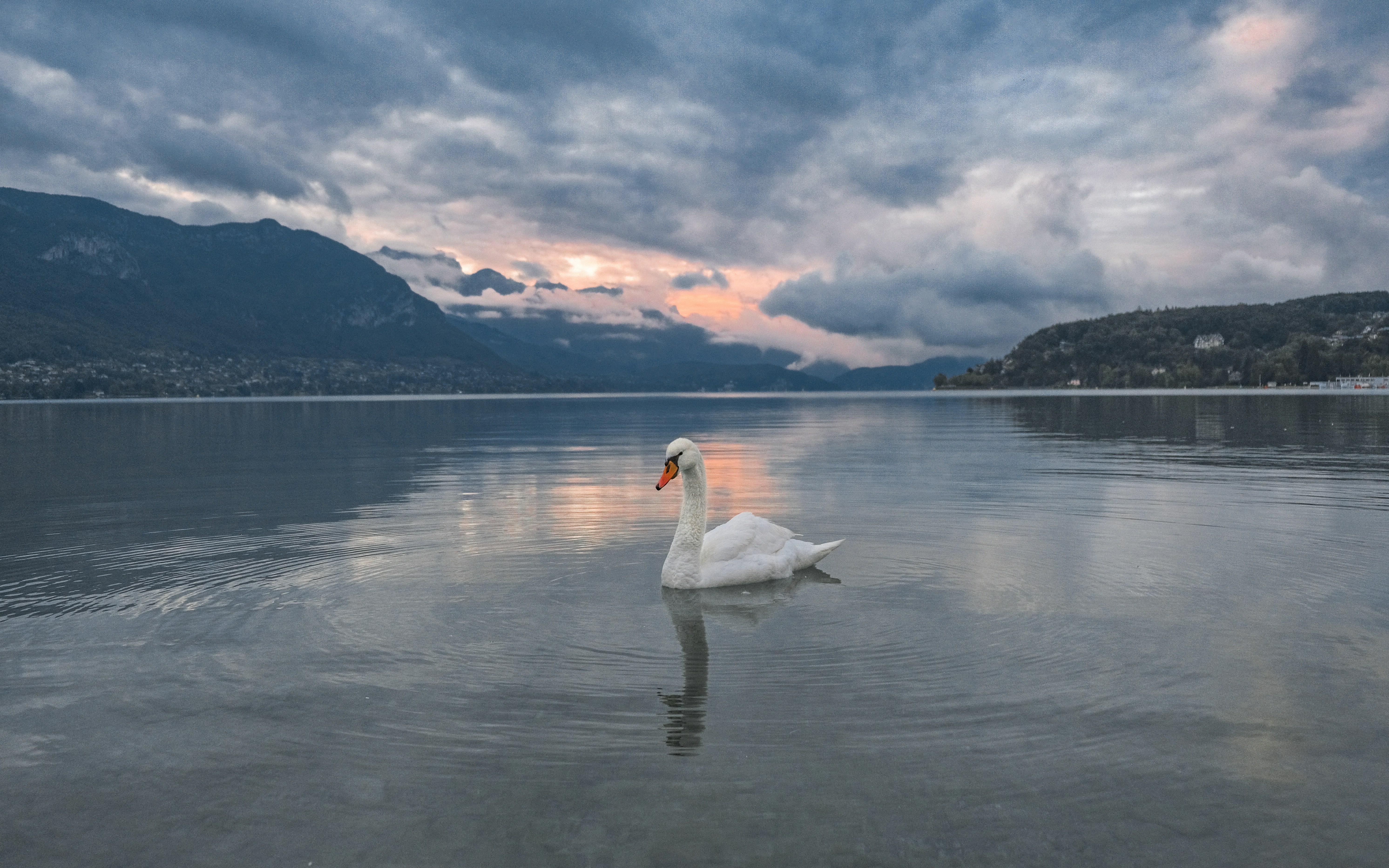Solitary Swan on a Glassy Alpine Lake at Dusk