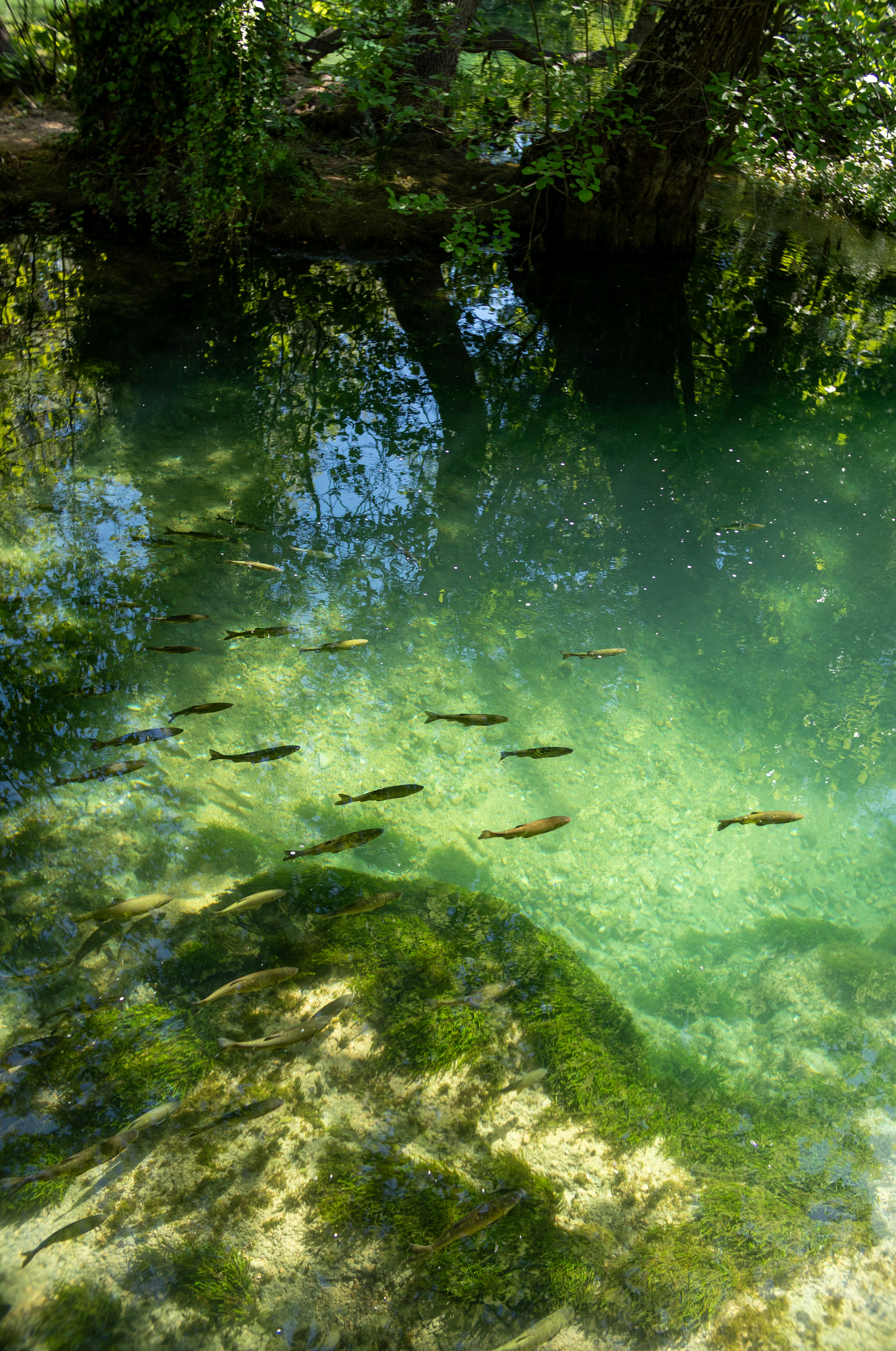 Emerald Clarity: A School of Small Fish Weaving Through Mossy River Rocks