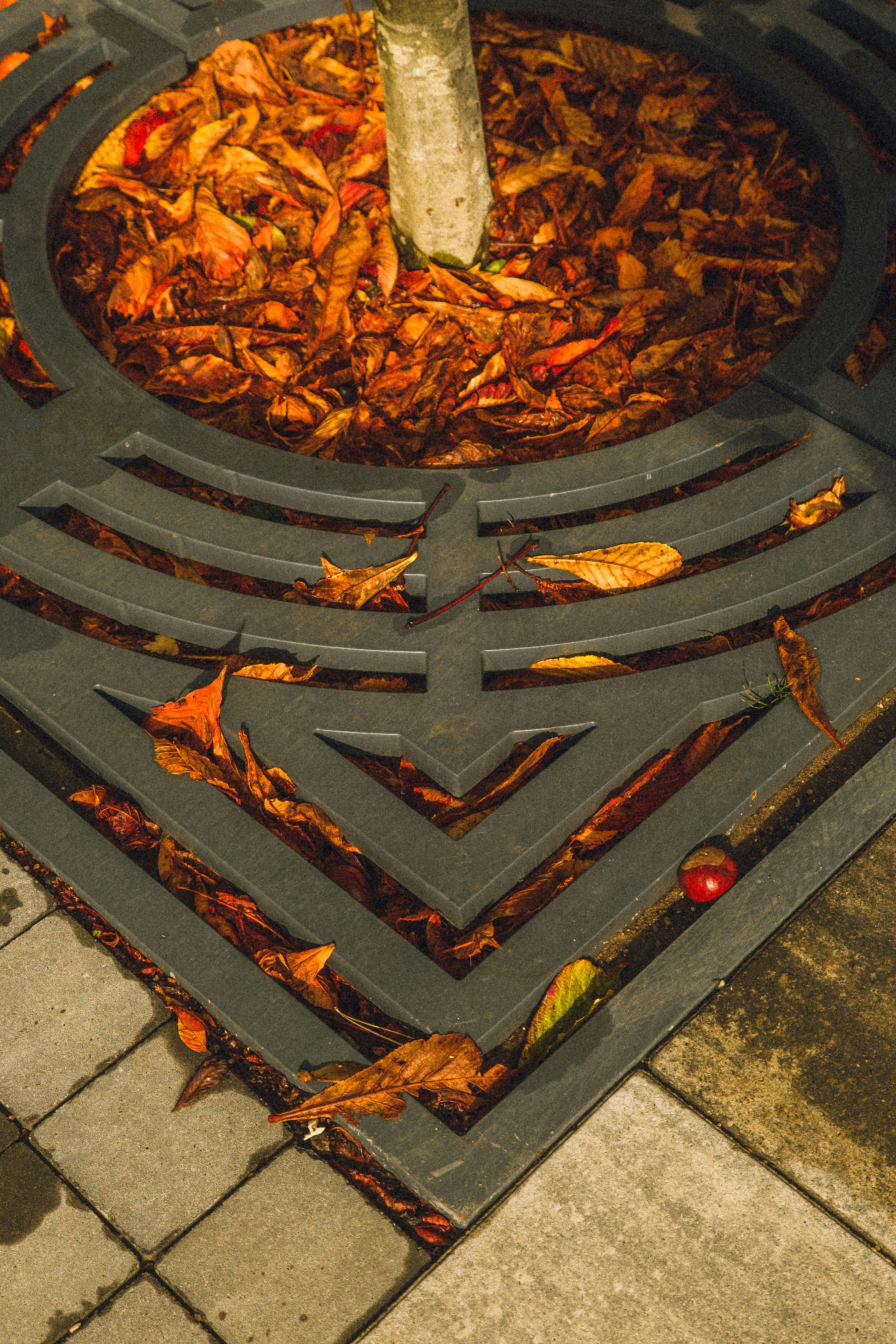 Autumn Leaves in a Circular Drain Garden