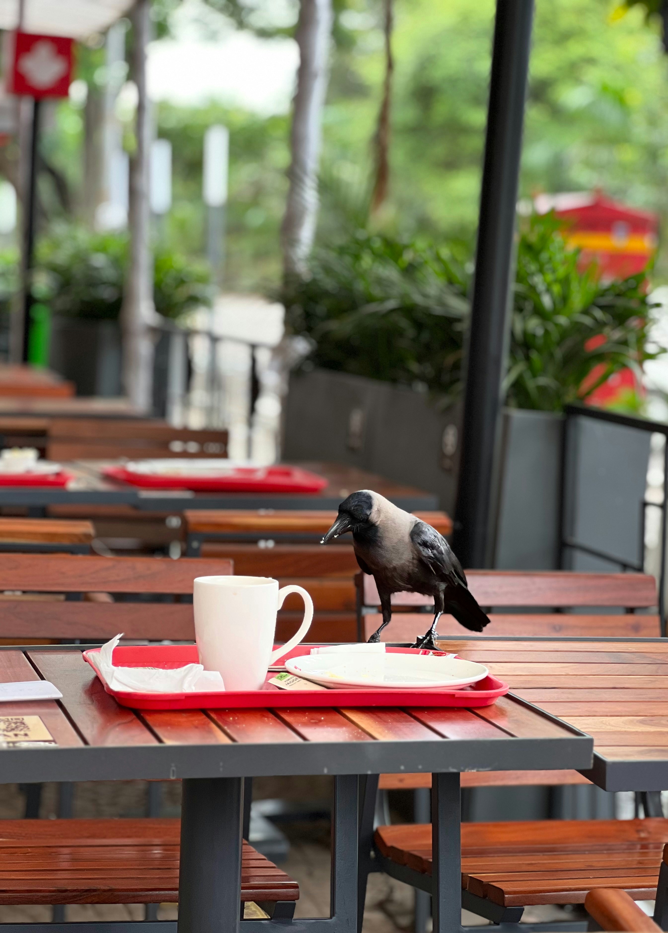 Crow Over Coffee: An Urban Café Moment on a Red-Tray Table