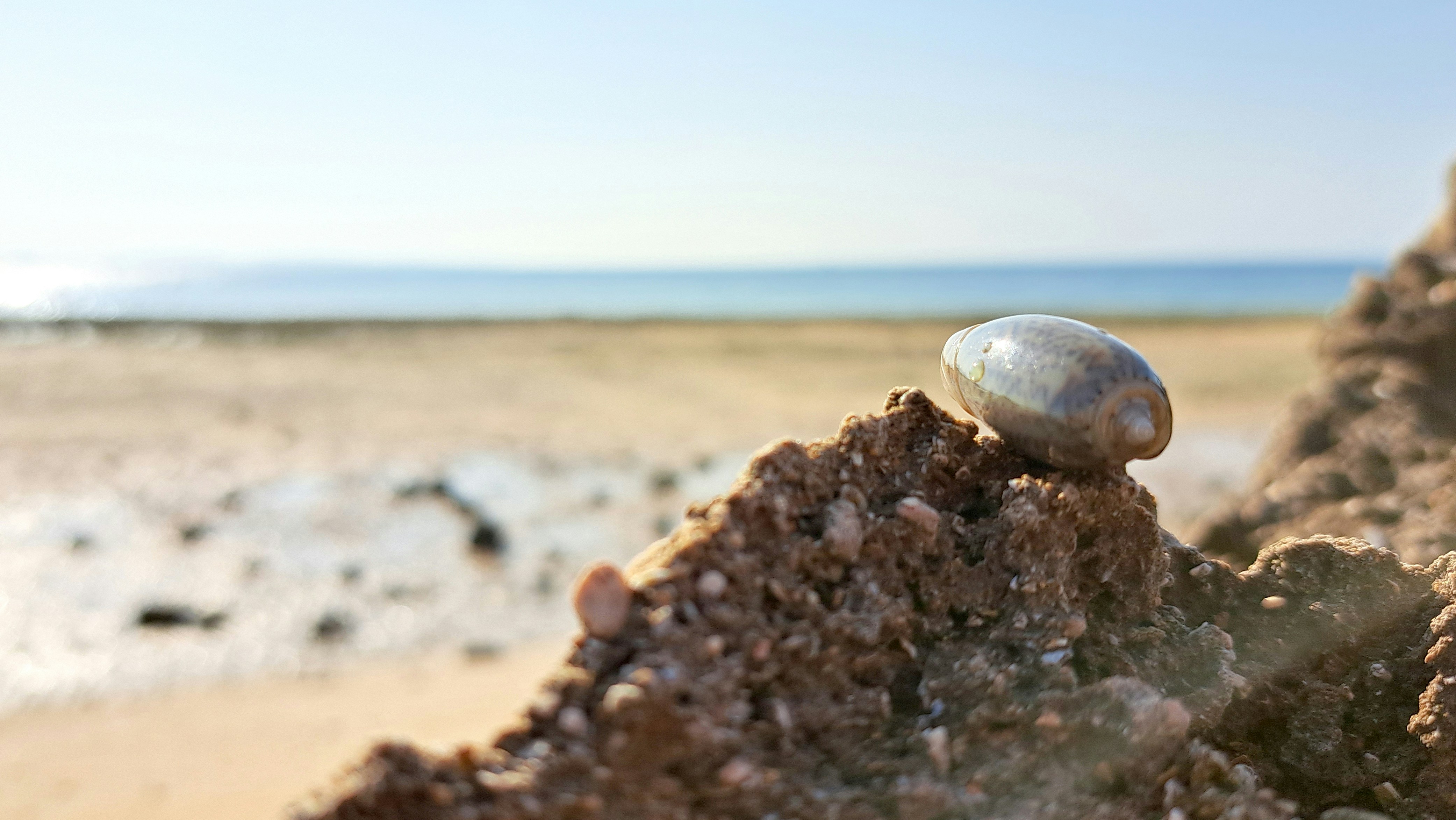 Shell on a Sunlit Beach Rock: A Quiet Corner of Shoreline Detail