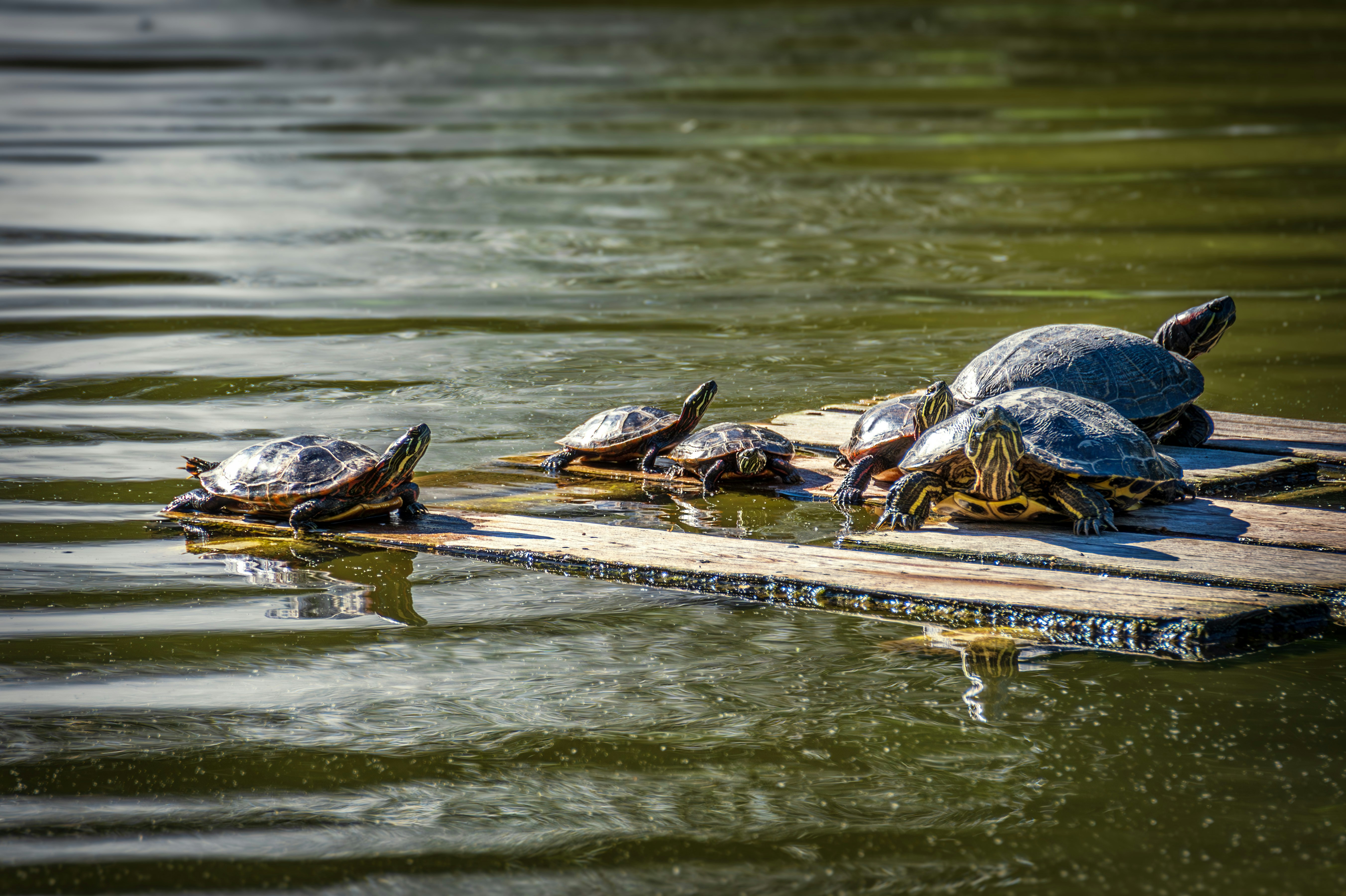 A group of turtles sitting on a raft in the water photo – Free Animal ...