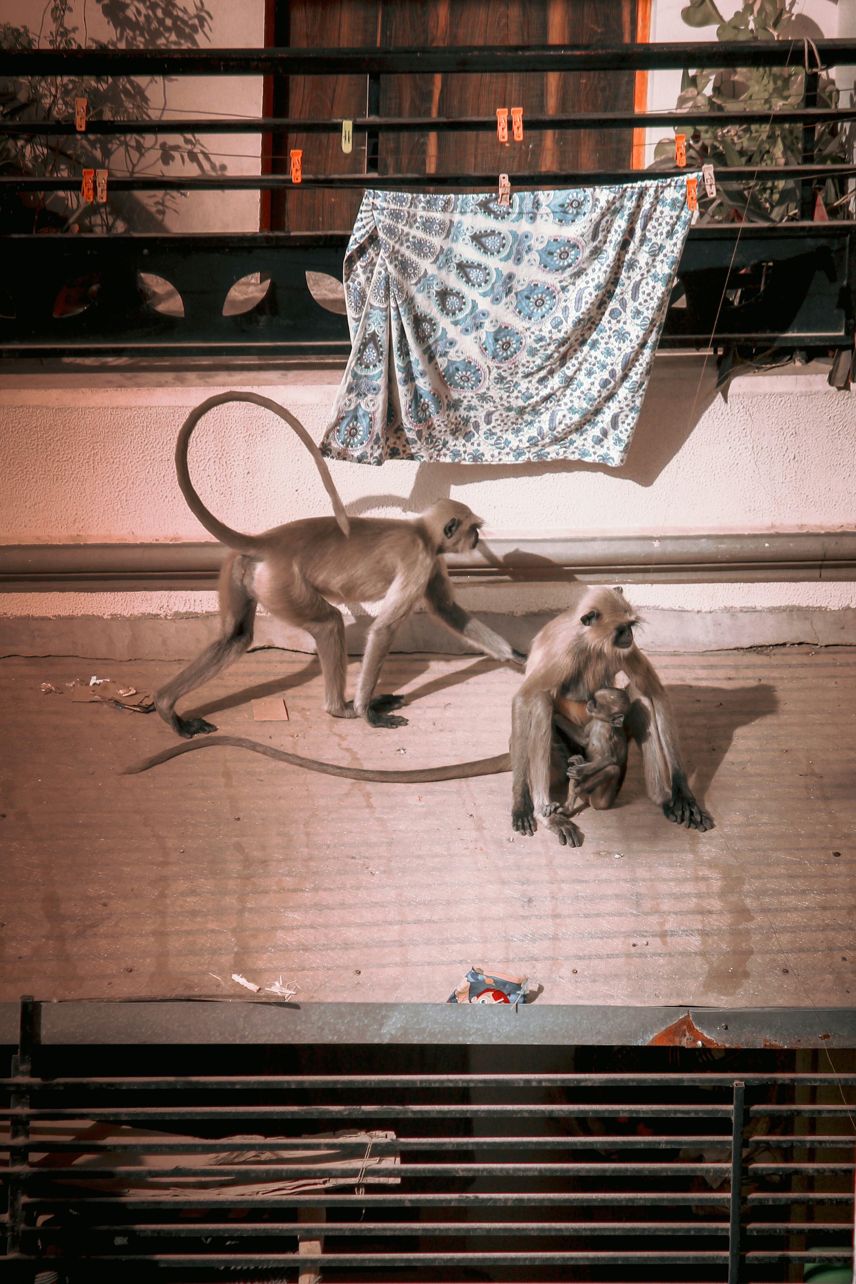A couple of monkeys standing on top of a roof photo – Free City Image ...