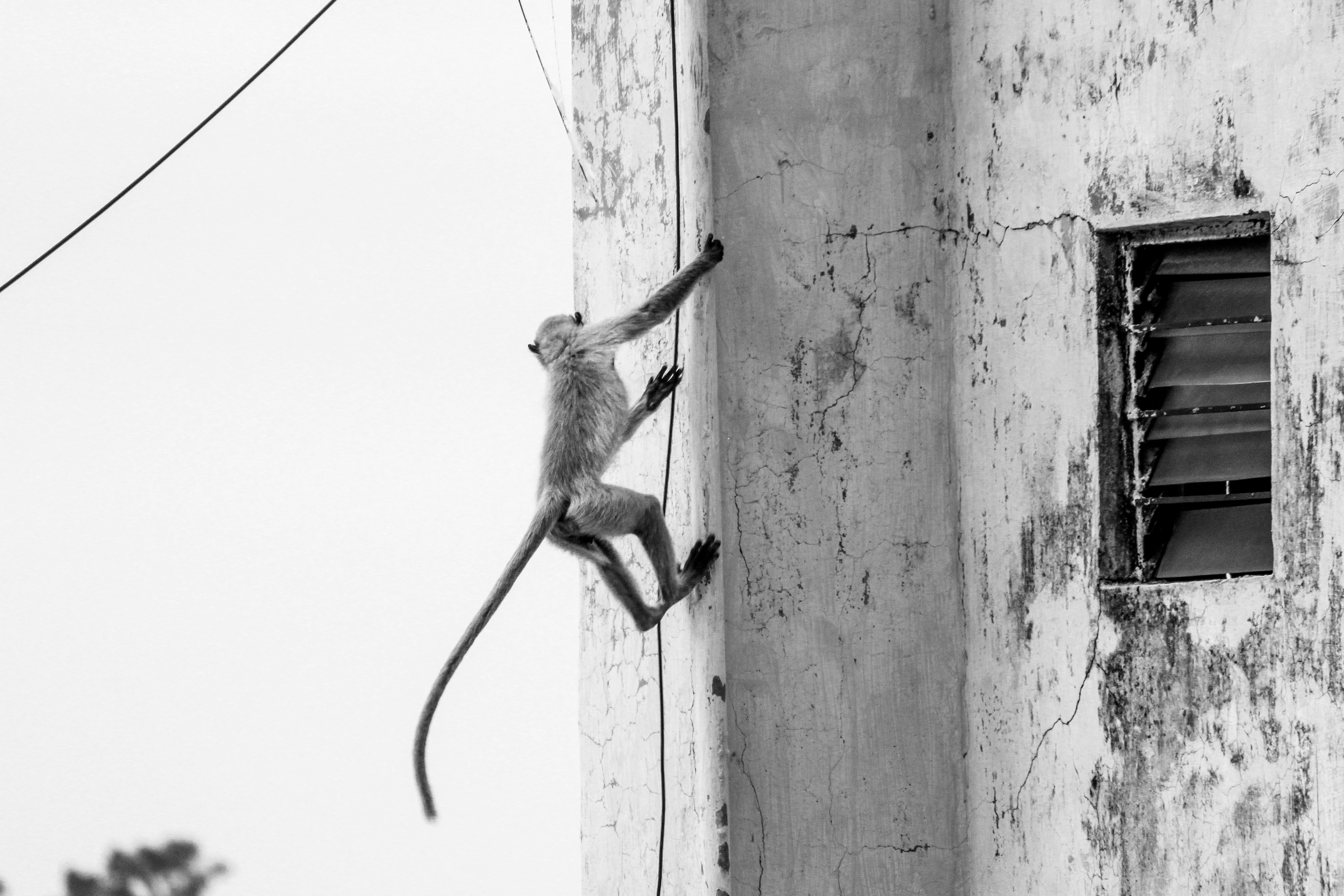 Monkeyscale on a Weathered Facade: A Quiet Climb in Monochrome