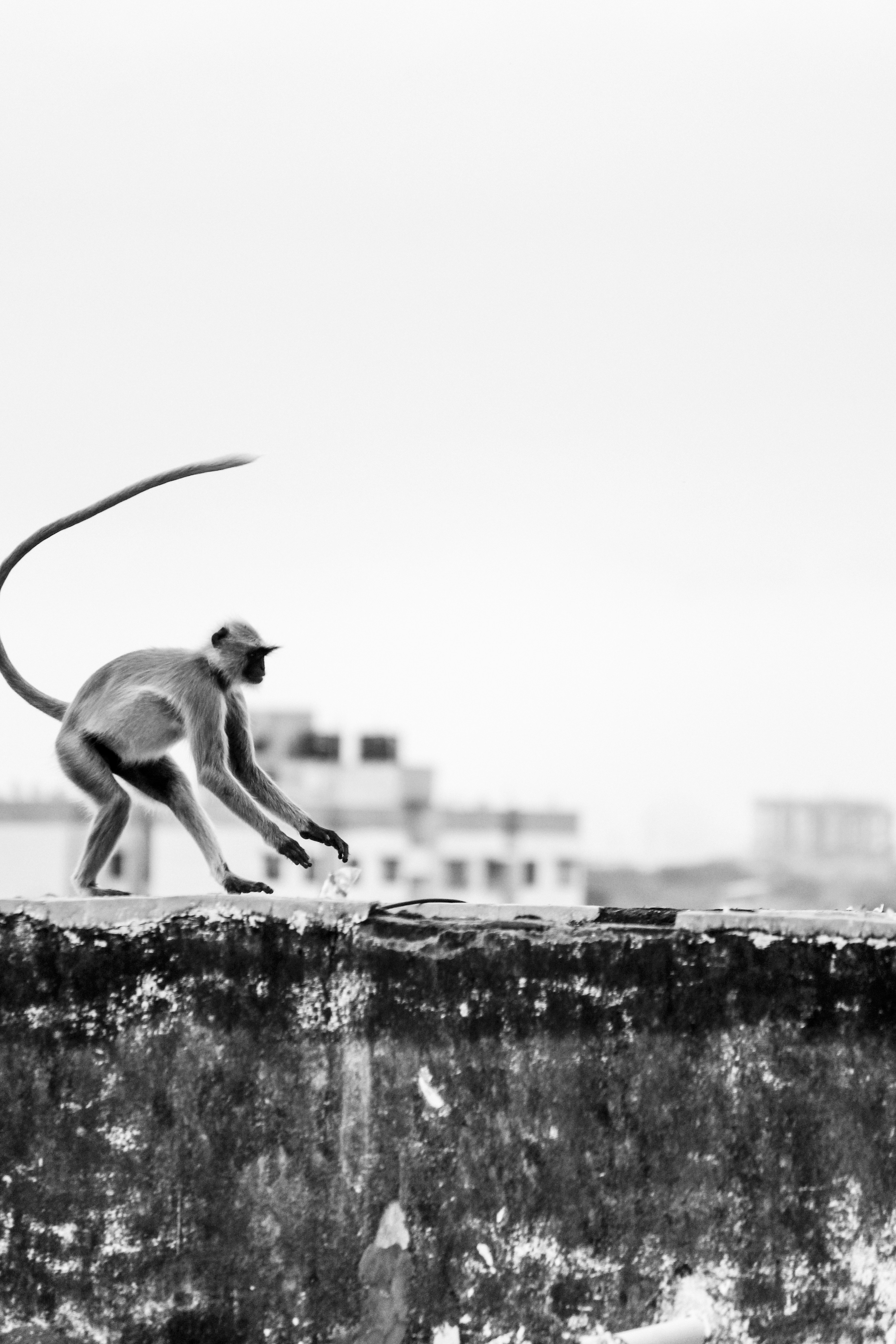 Rooftop Leap: A Simian Acrobat on the Concrete Edge