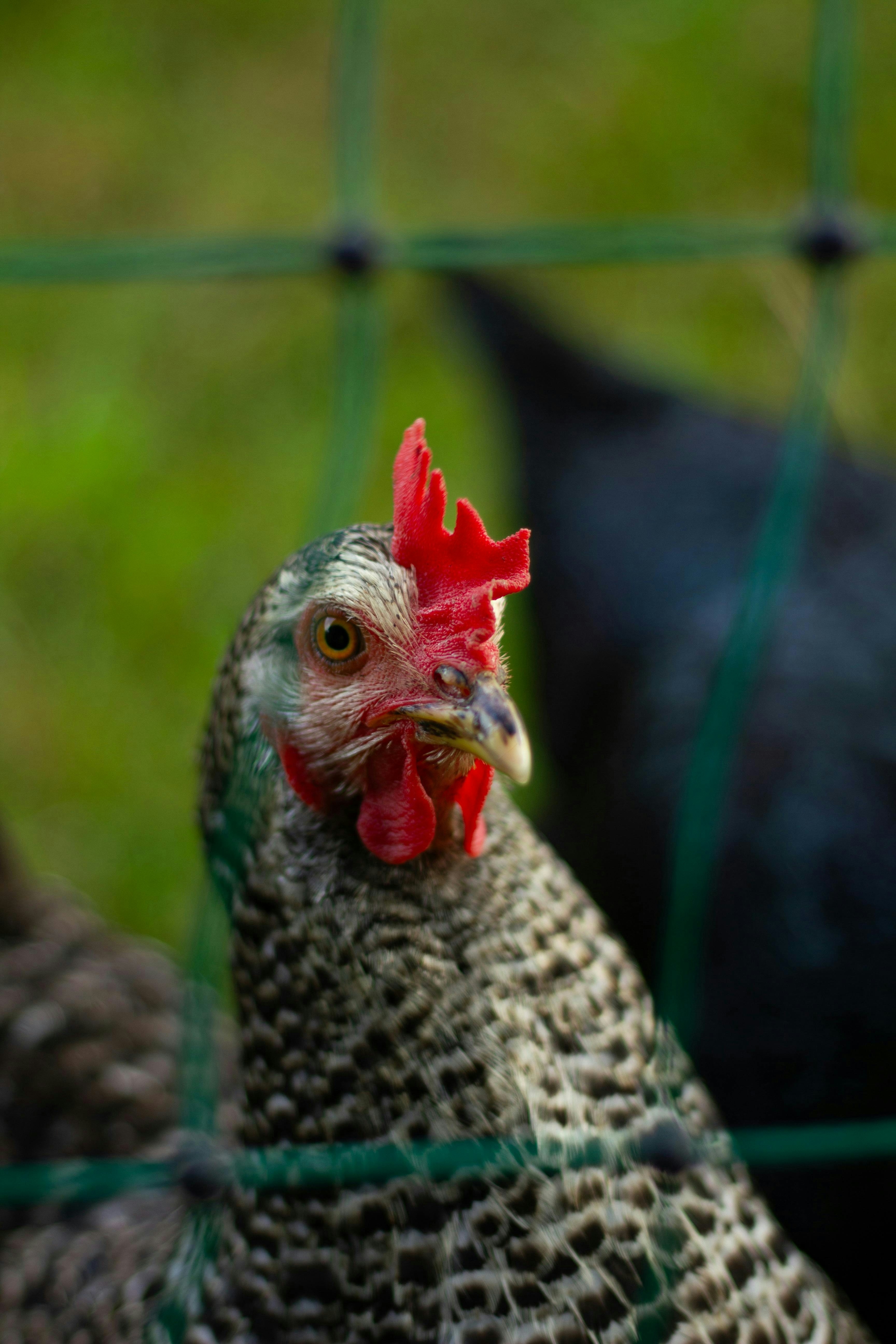 A close up of a chicken behind a fence photo – Free Animal Image on ...