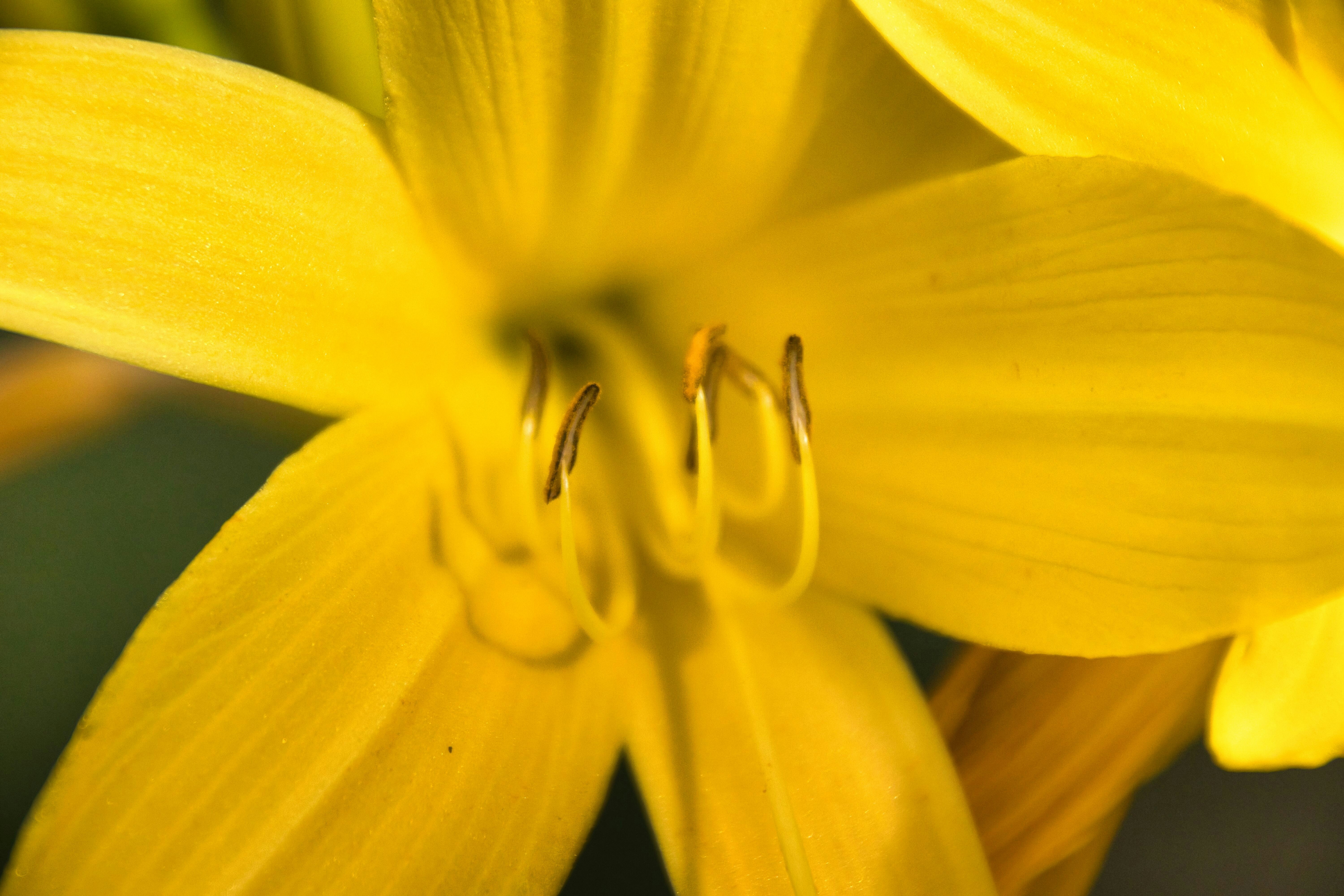 Sunlit Stamen: A Close-Up of Golden Petals and Anthers