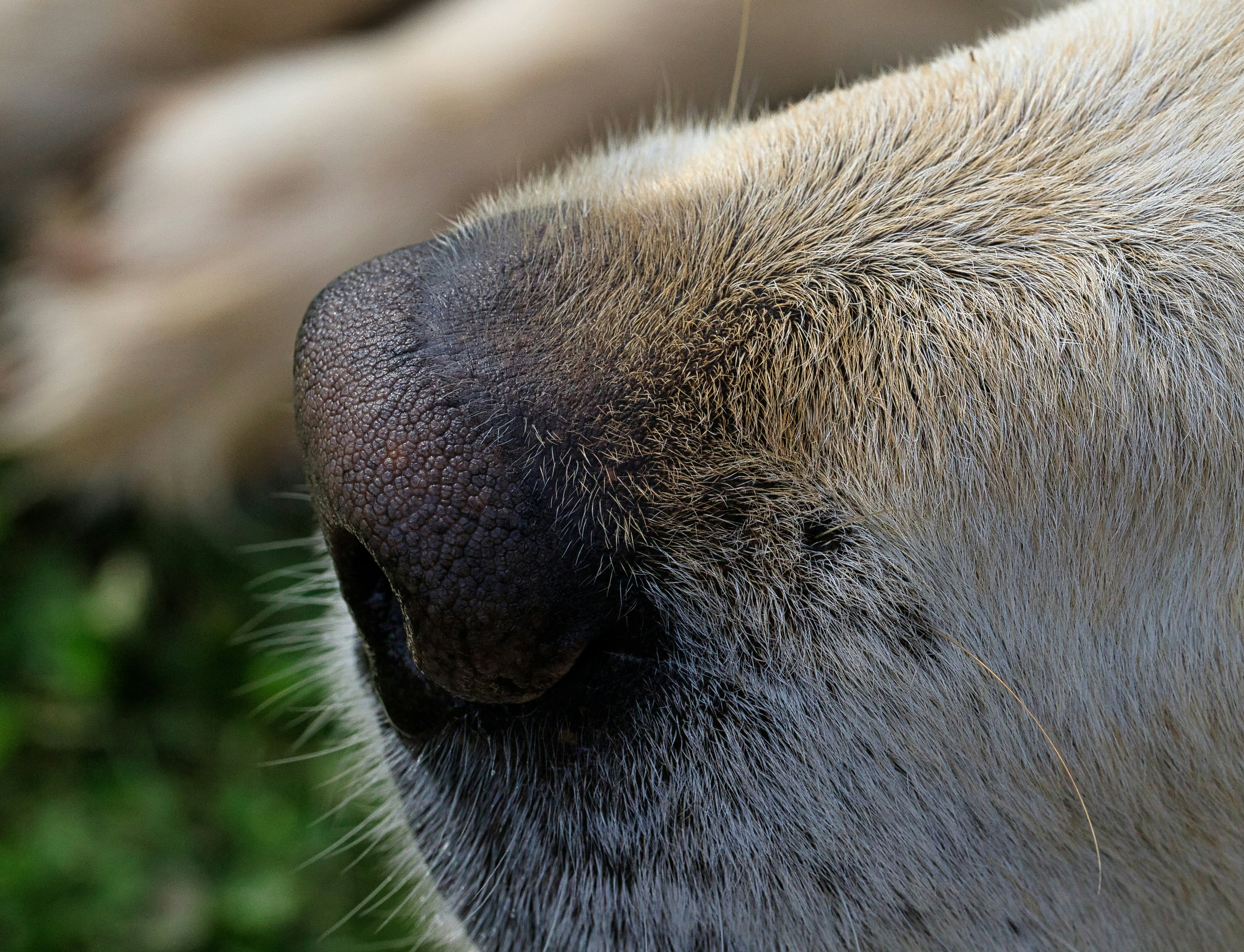 A close up of a dog's nose with grass in the background photo – Free ...