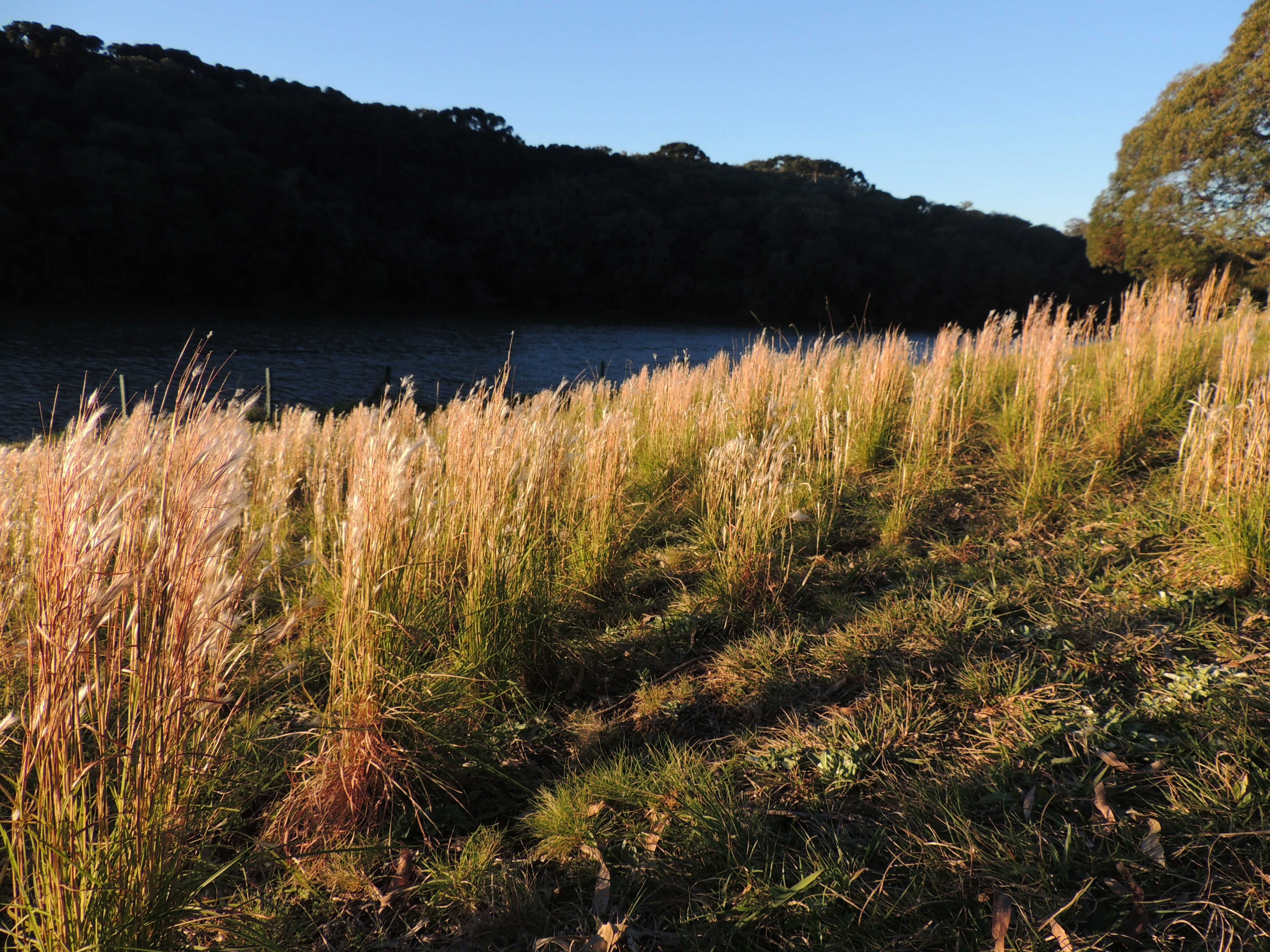 Golden Grasses by the Water's Edge