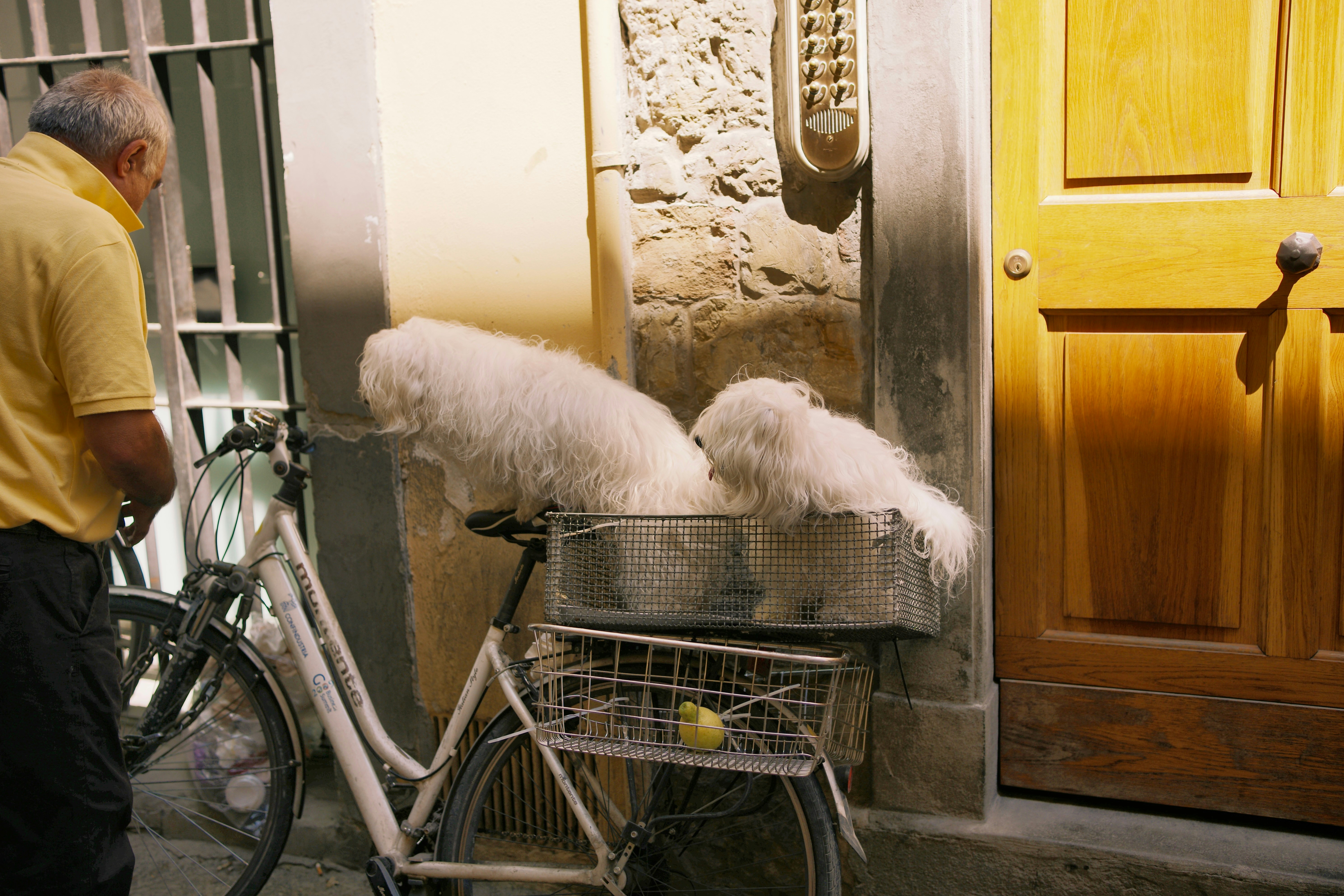 Two fluffy white dogs sit in a metal bicycle basket on a sunlit street beside a man in a yellow shirt, with a wooden door framing the scene.