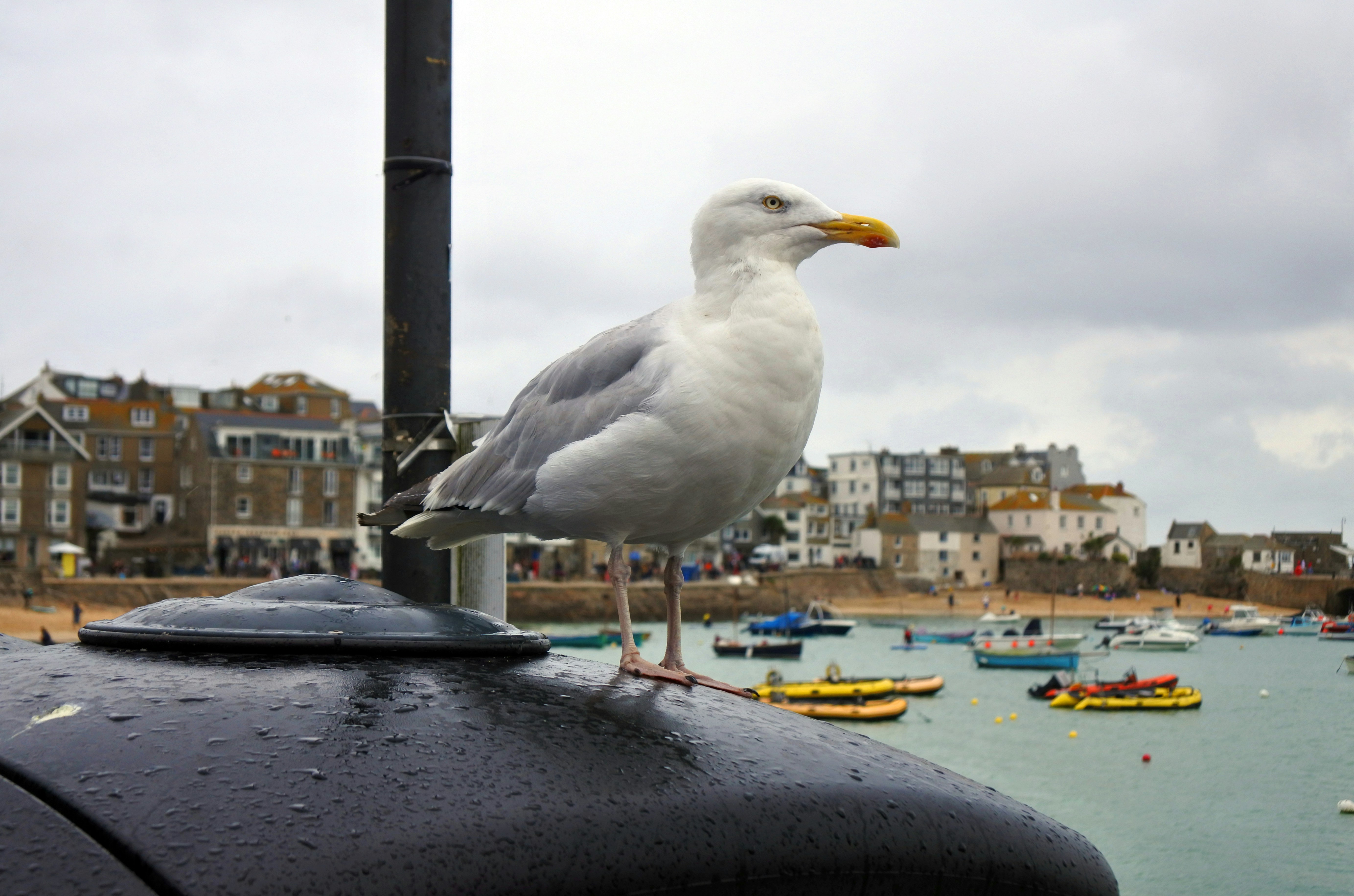 Harbor Watcher: Seagull on a Wet Black Dome Overlooking the Boats