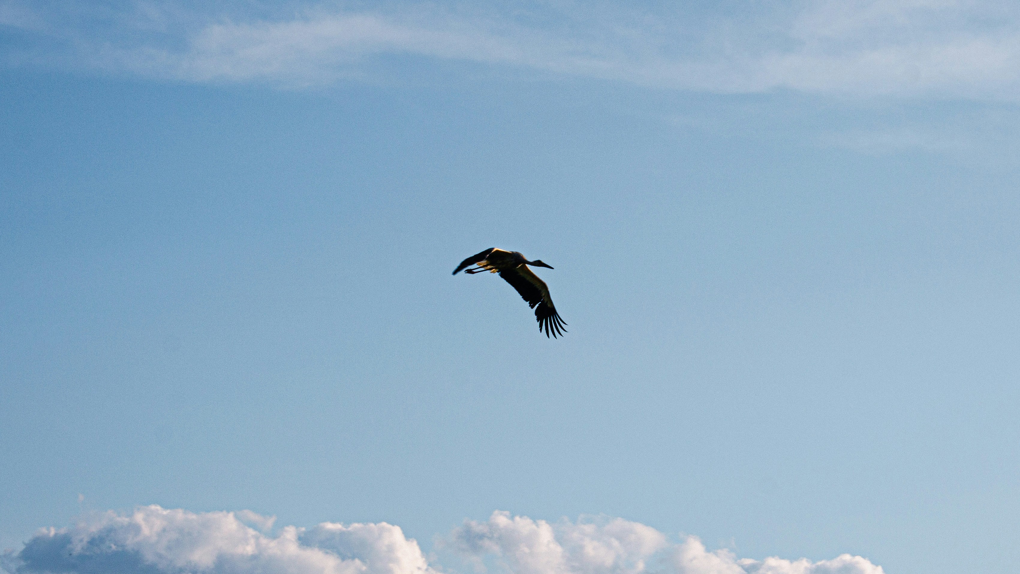 A bird flying high up in the sky photo – Free Bird Image on Unsplash