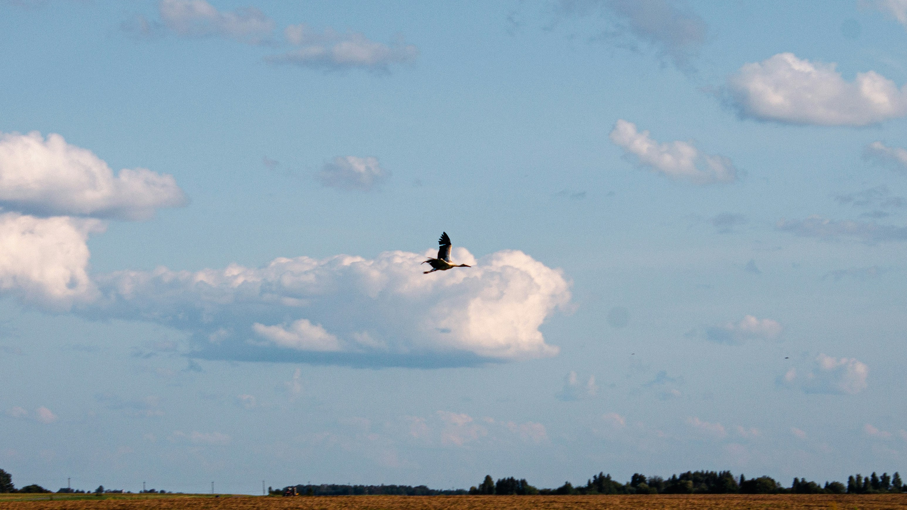 Lone Bird in Flight Over a Quiet Sky and Distant Horizon