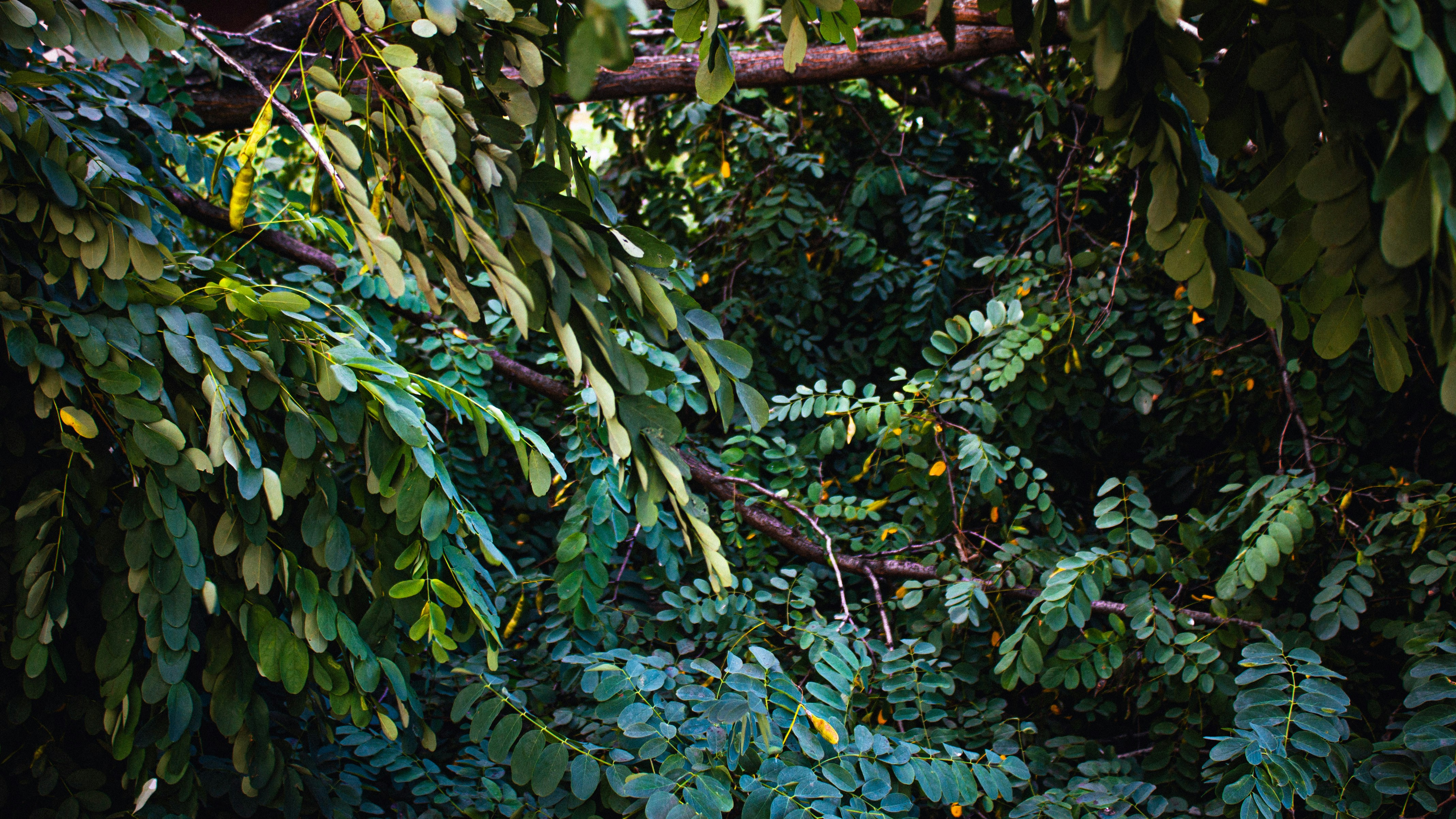 Verdant Canopy Mosaic: Sunlit veins threading through a leaf wall